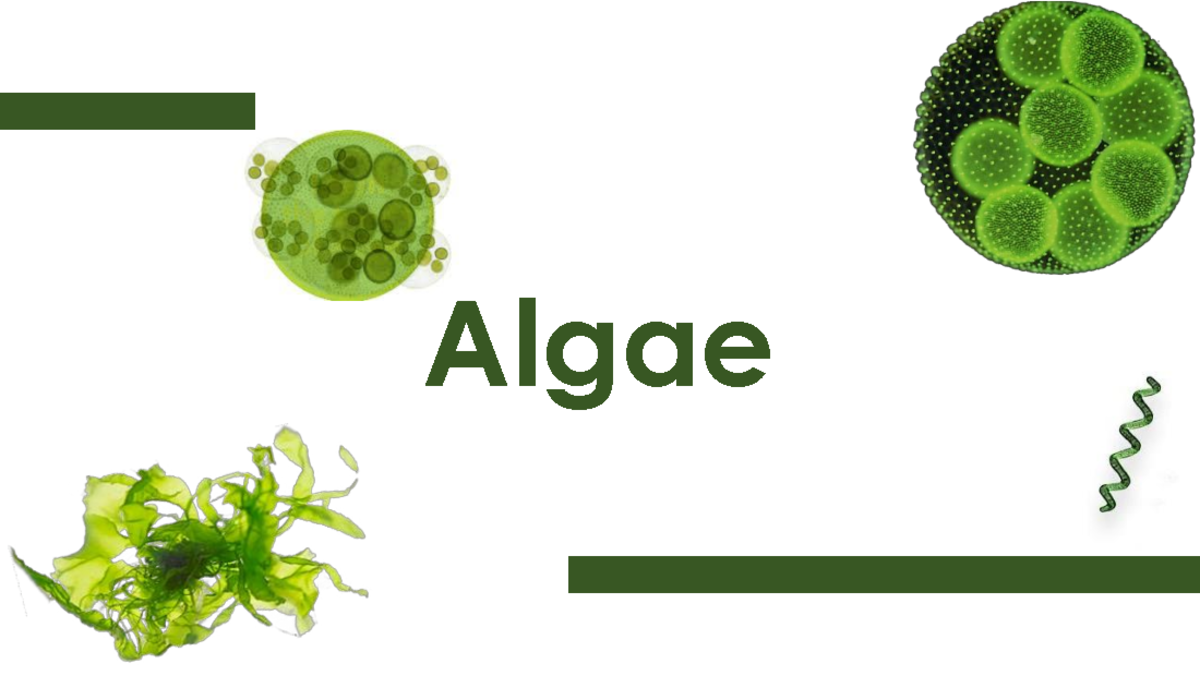 Biology 101: Notes on Algae and Fungi Diversity and Importance - Studocu