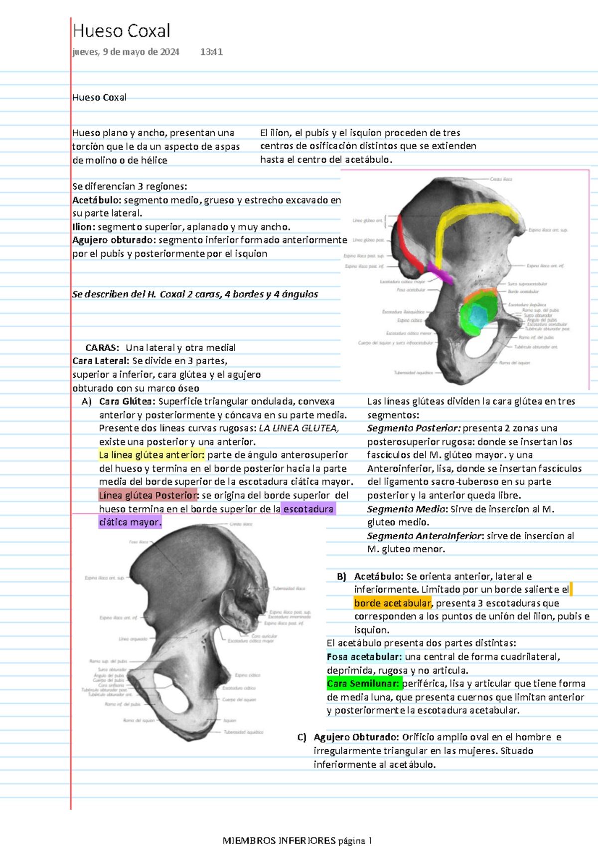 Anatomía del Hueso Coxal: Estructura y Componentes Detallados - Studocu