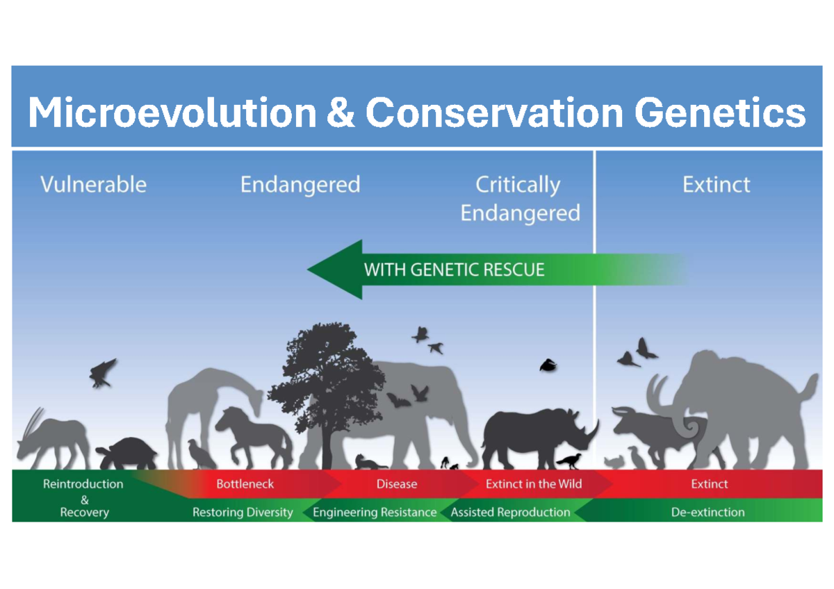 Genetics in Conservation Biology: FST Statistic & Genetic Diversity ...