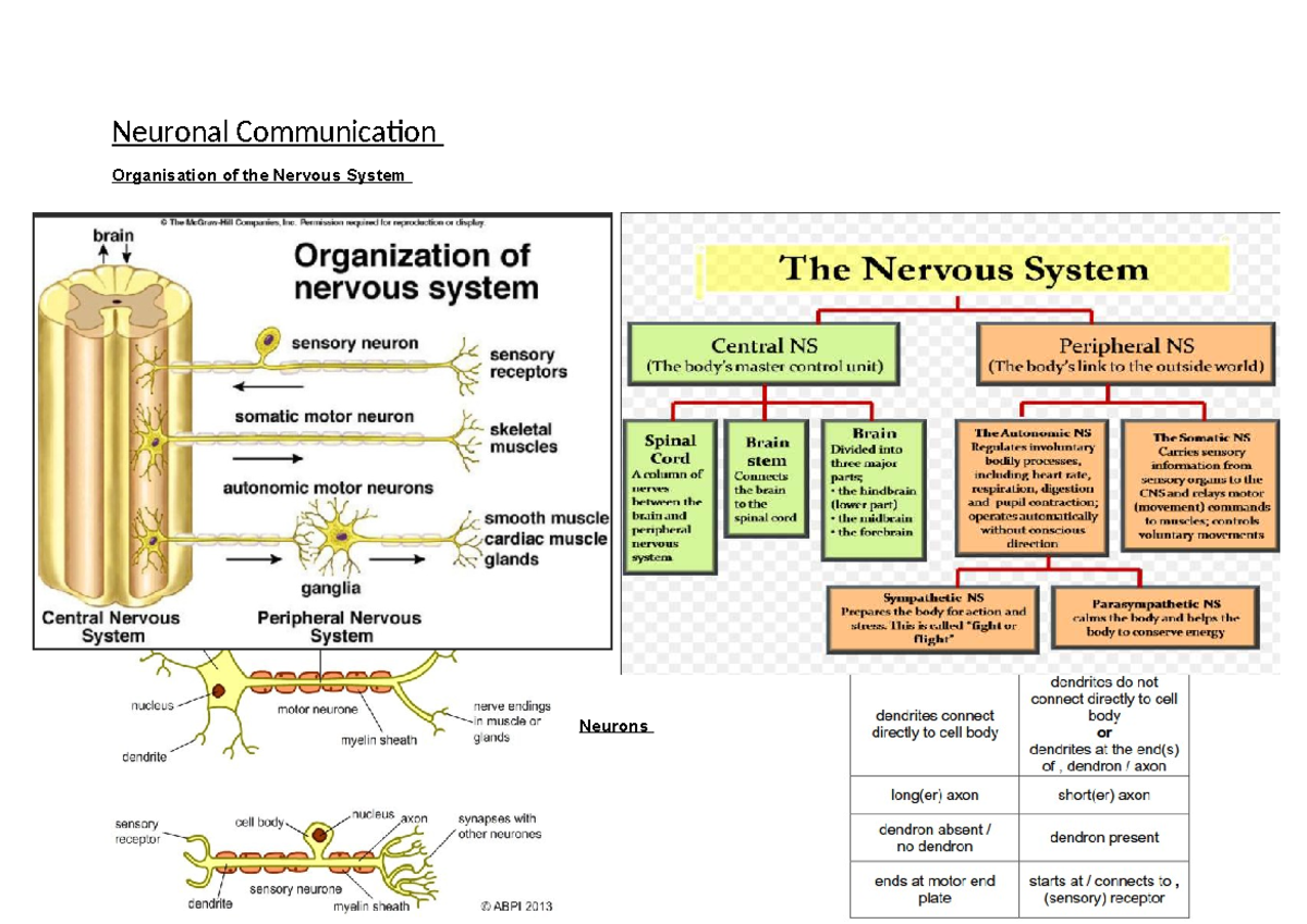 Neuronal Communication: Organization and Function of the Nervous System ...