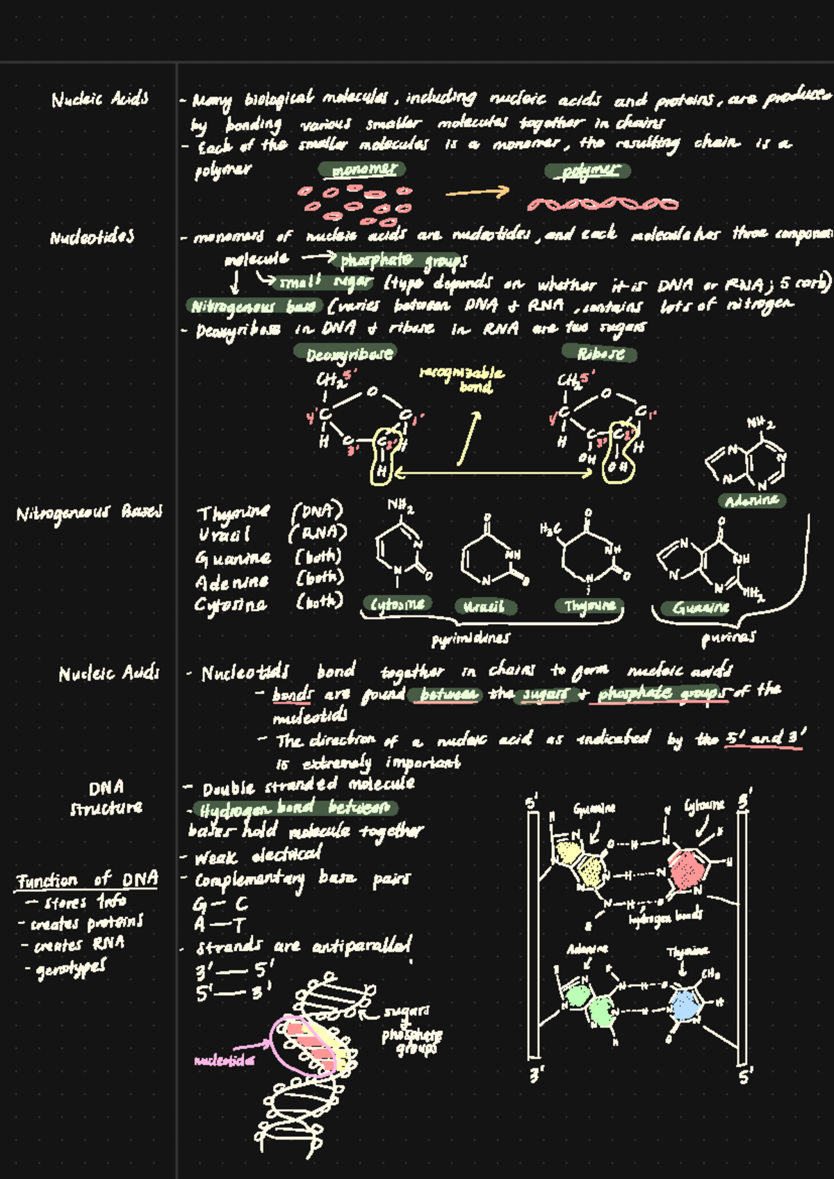 Notes - Nucleic Acido - Many biological molecules, including nucleic ...