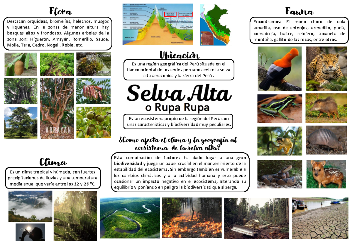 La selva alta del Perú: Biodiversidad, clima y geografía - Studocu