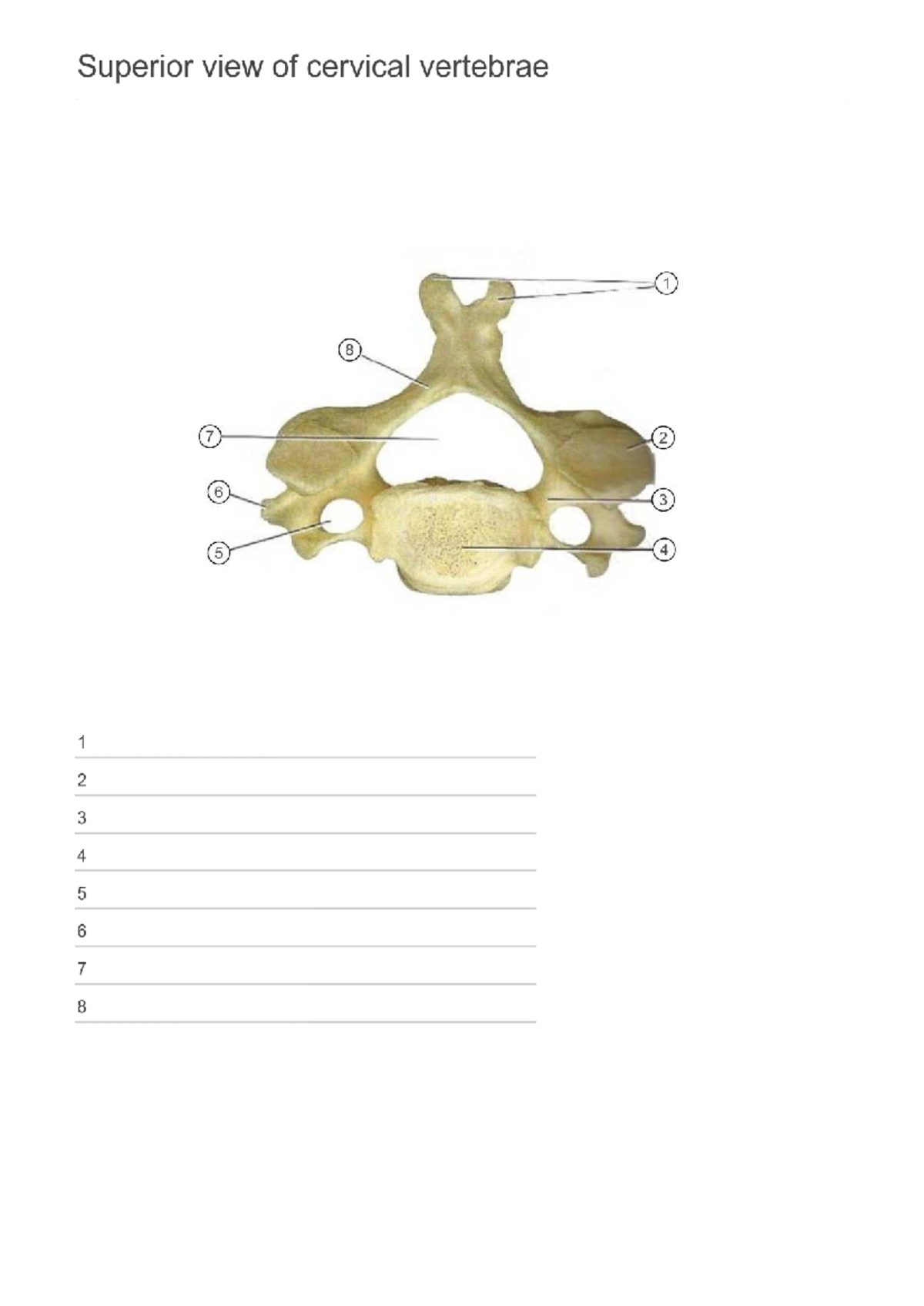 Cervical Vertebrae & Muscles Study Guide (Course Code: CV 101) - Studocu