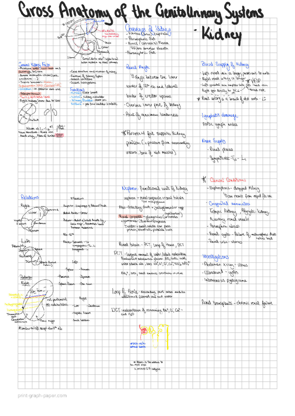 Genitourinary system anatomy - Gross Anatomy of the GenitoUnnary ...