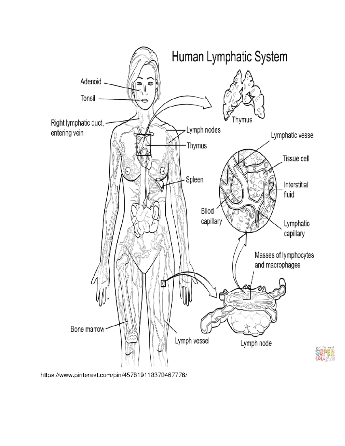 Lymphatic System Coloring Page - Nursing - Human Lymphatic System ...