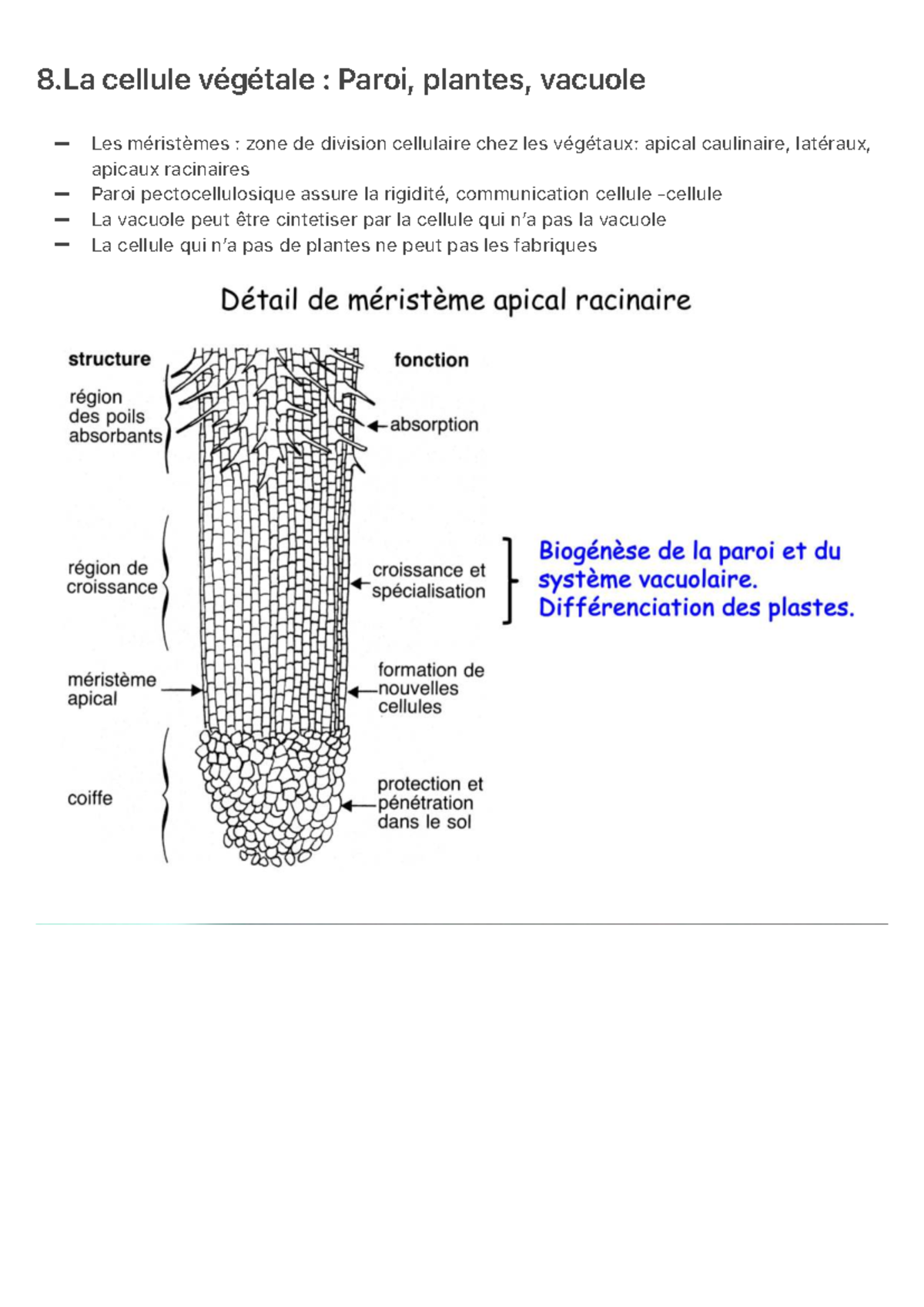 8. La Cellule Végétale : Paroi, Vacuole et Méristèmes - Studocu