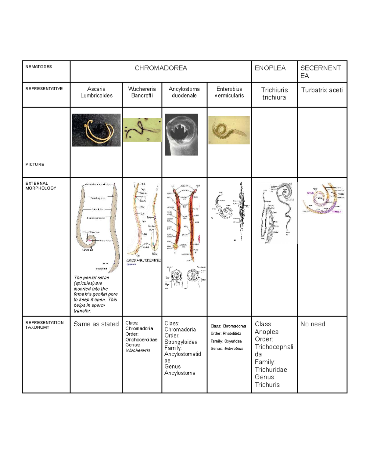 NEMATODES: Academic Summary & Test Banks for Chromadorea - Studocu