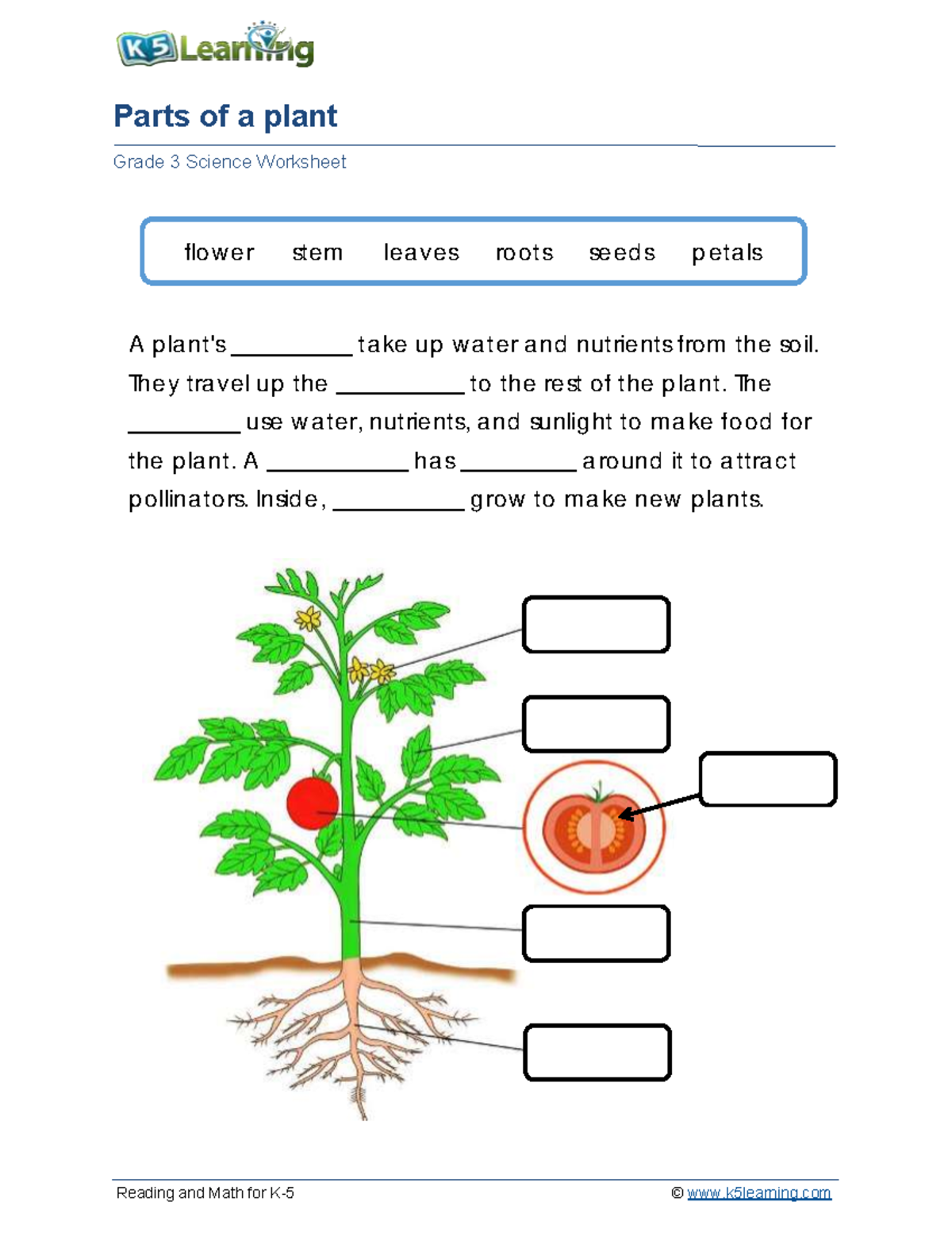 Grade 3 Science Worksheet: Parts of a Plant Explained - Studocu