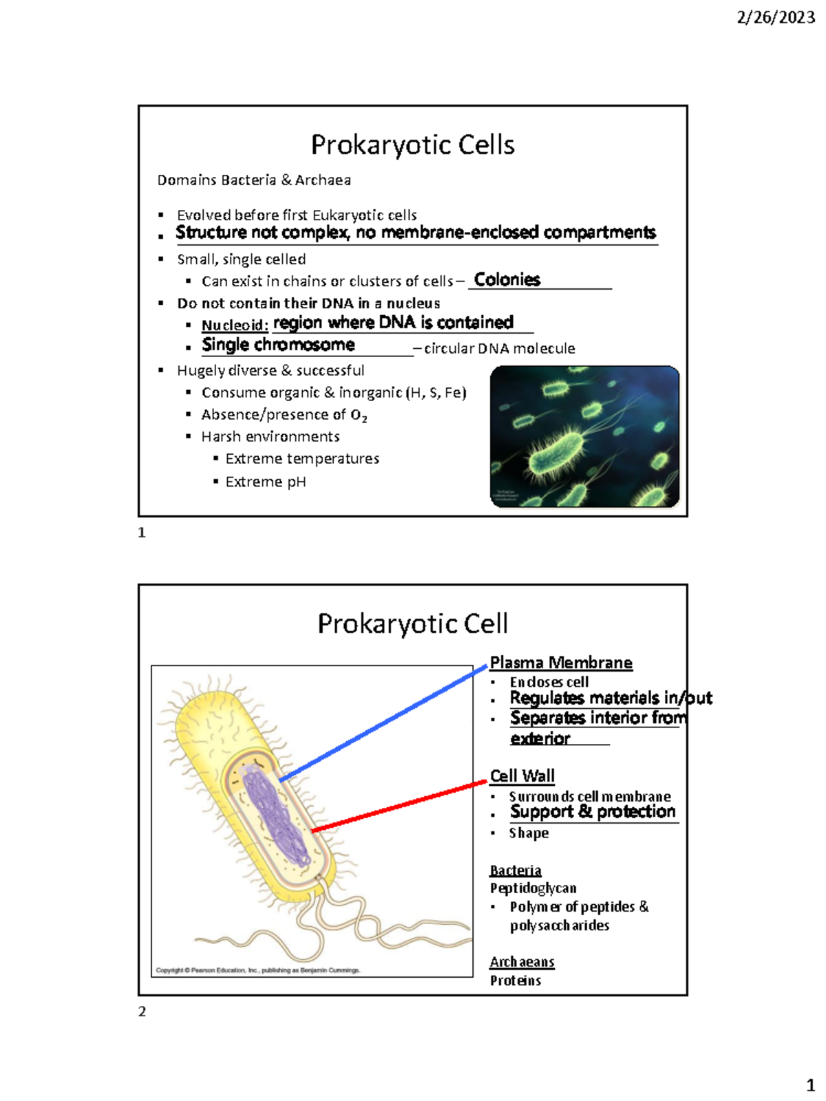 Prokaryotic vs Eukaryotic Cells: Structure & Function Overview (BIO 101 ...