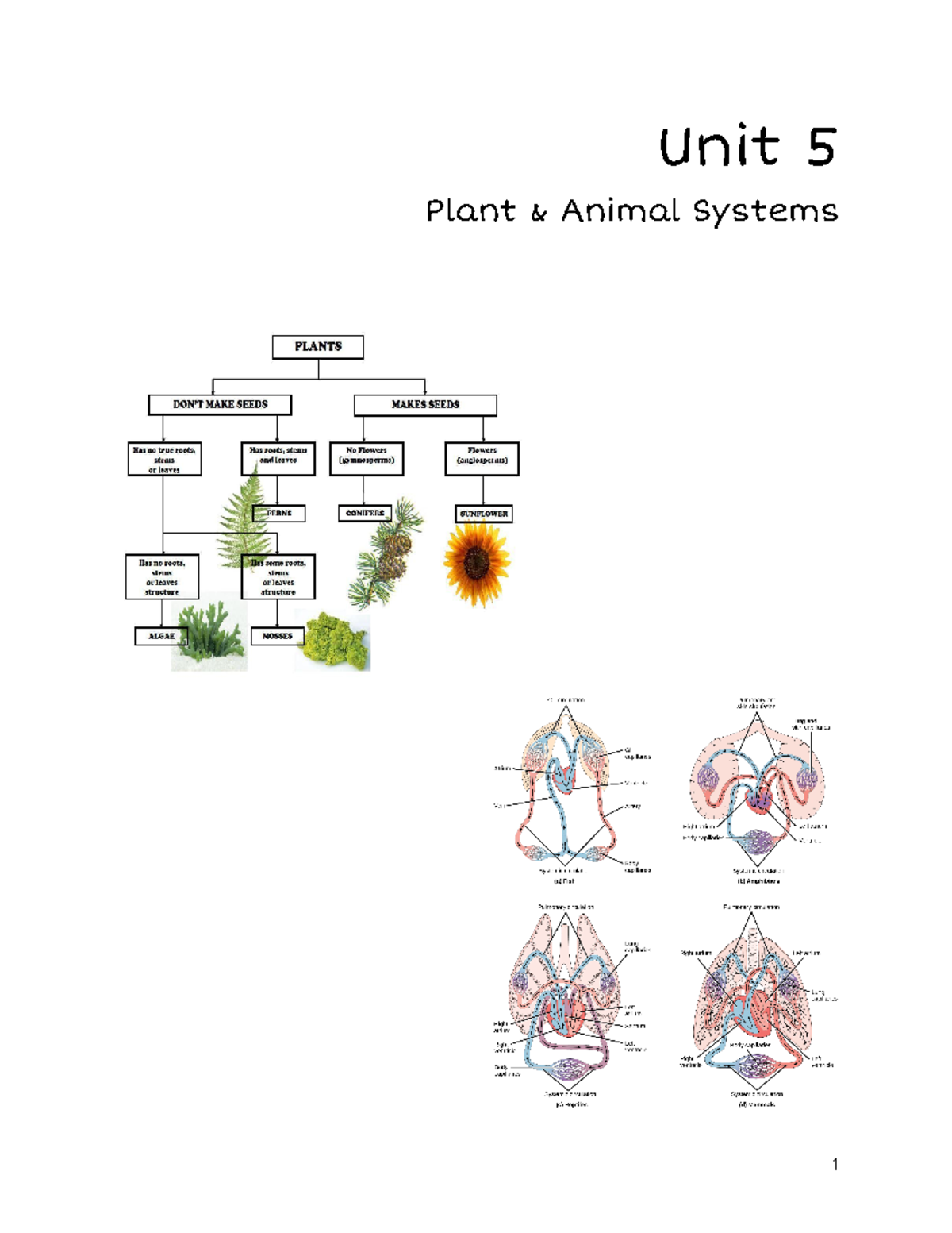 Unit 5 Packet: Overview of Plant and Animal Systems for Biology - Unit ...