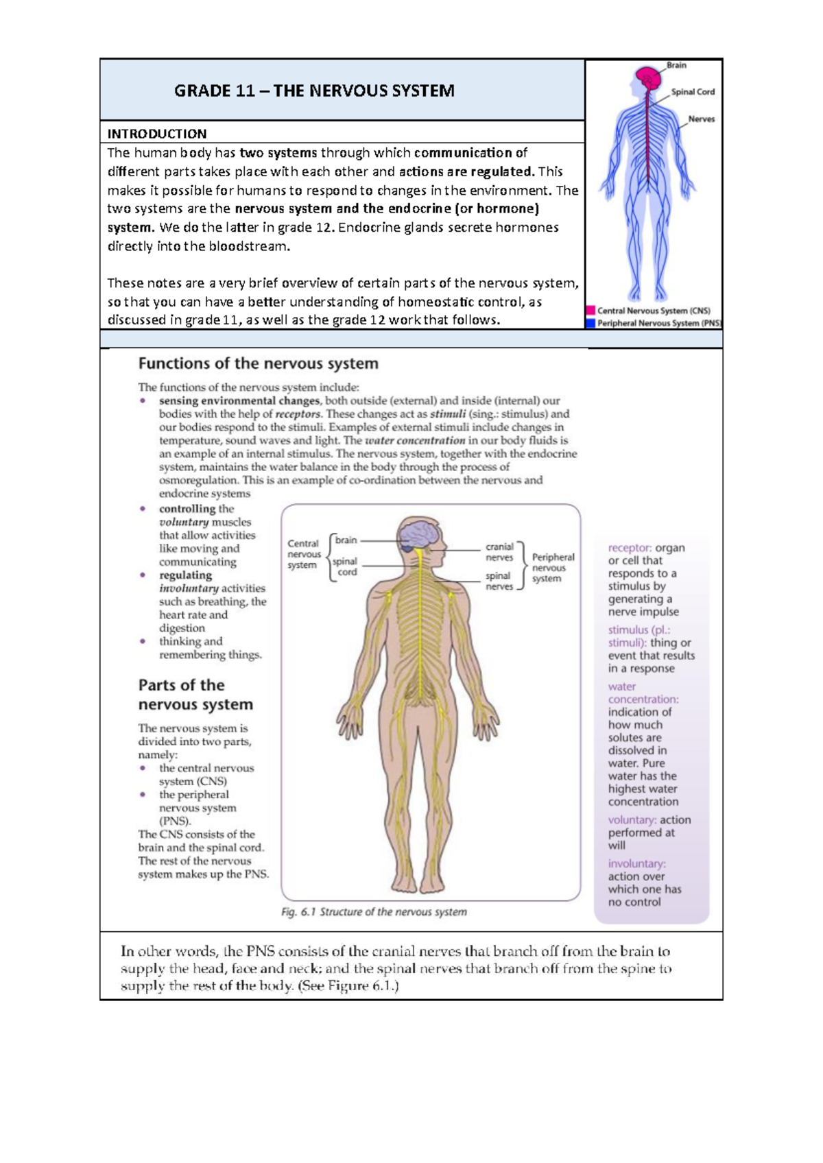 Grade 11 Nervous System Overview: Key Concepts and Functions - Studocu