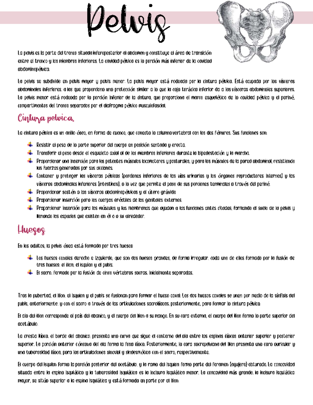 Pelvis Anatomy and Function Study Notes - Studocu