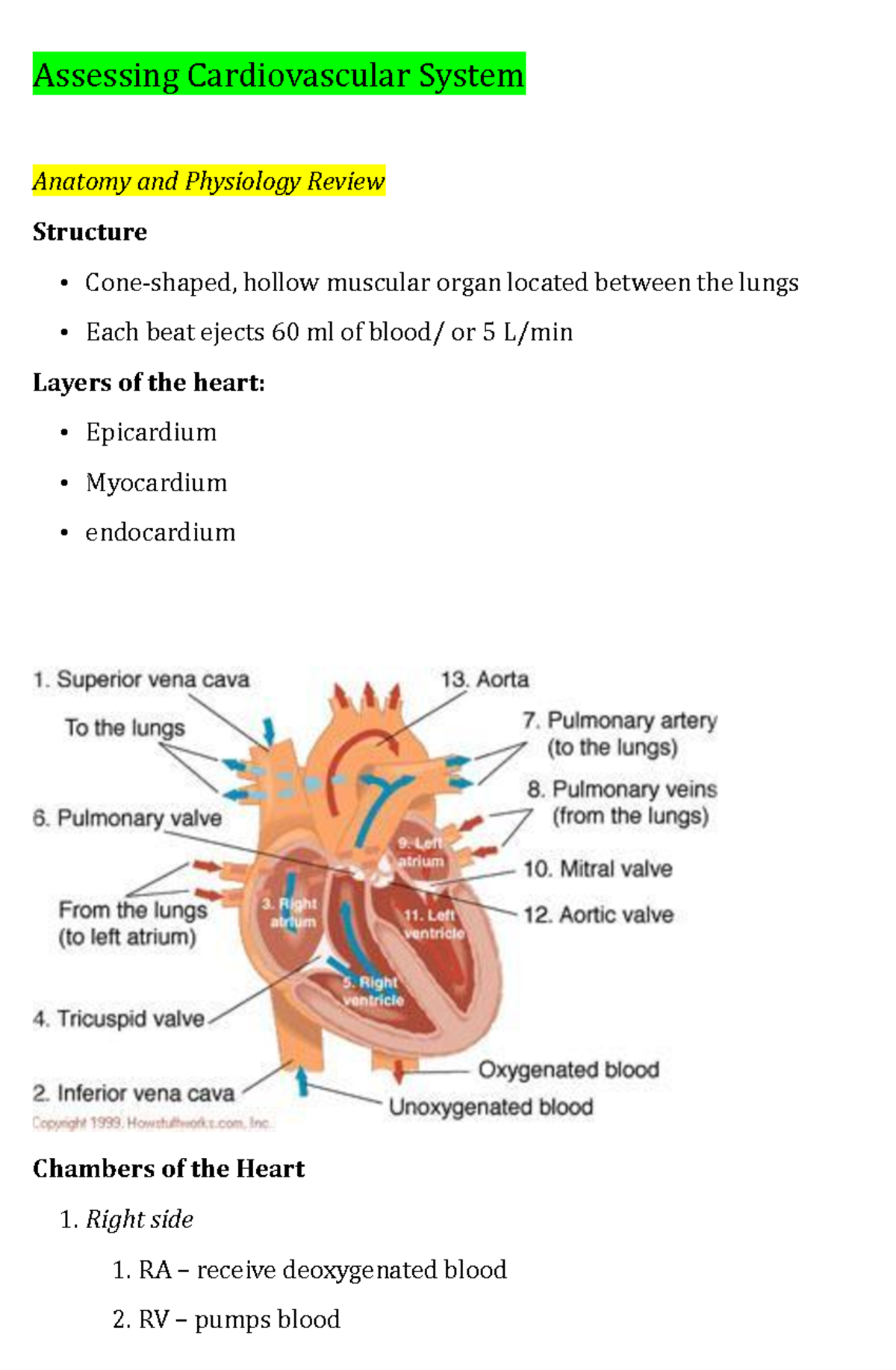 Assessing Cardiovascular System Anatomy & Physiology: A Comprehensive ...