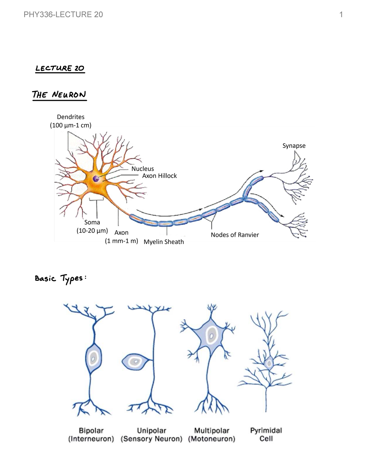 PHY336-20 Lecture Notes: The Neuron and Its Functions - Studocu