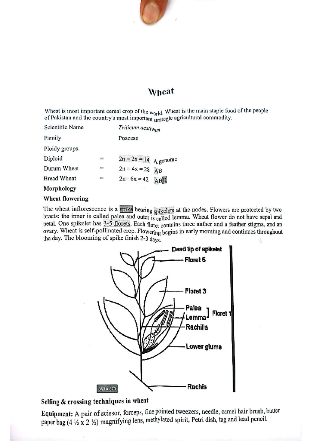 Wheat Morphology and Selfing Techniques - AGRO 101 - Studocu