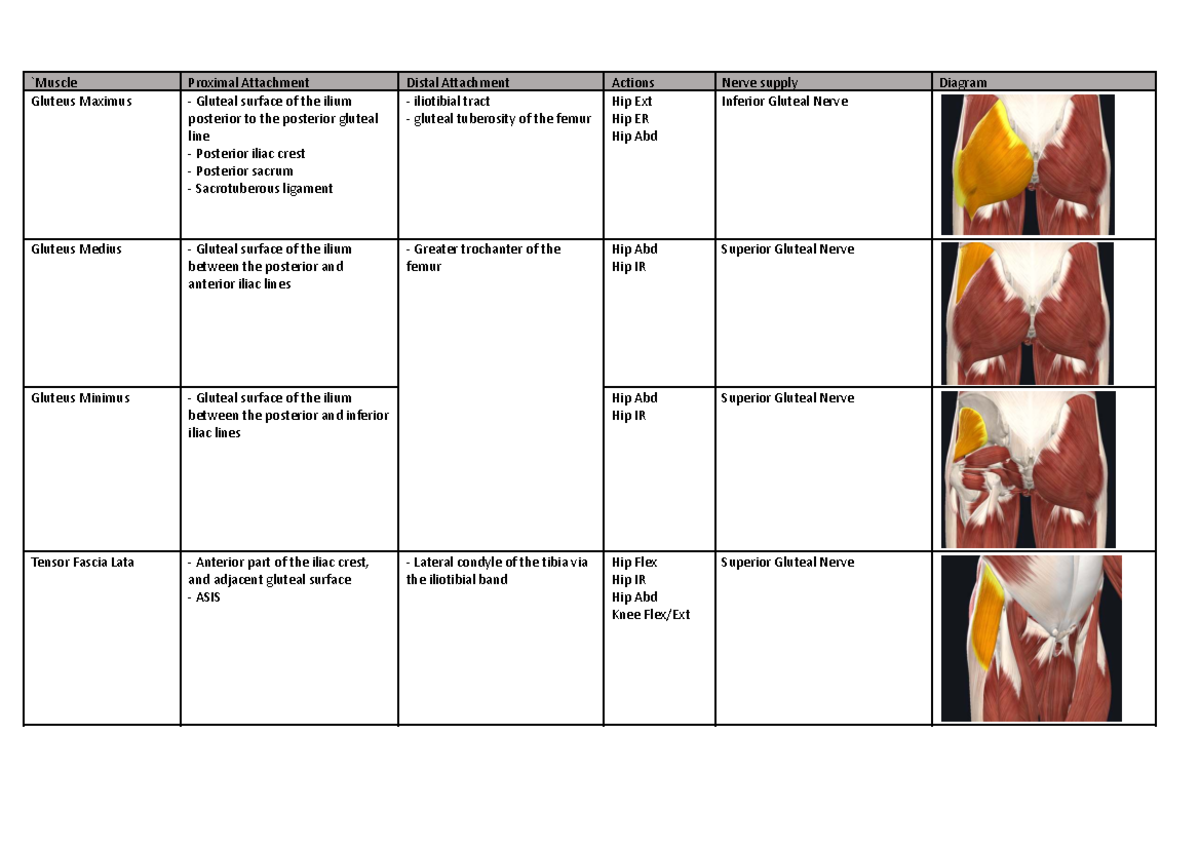 Lower Limb Muscle Attachments: A Comprehensive Overview (Lowe Limb ...