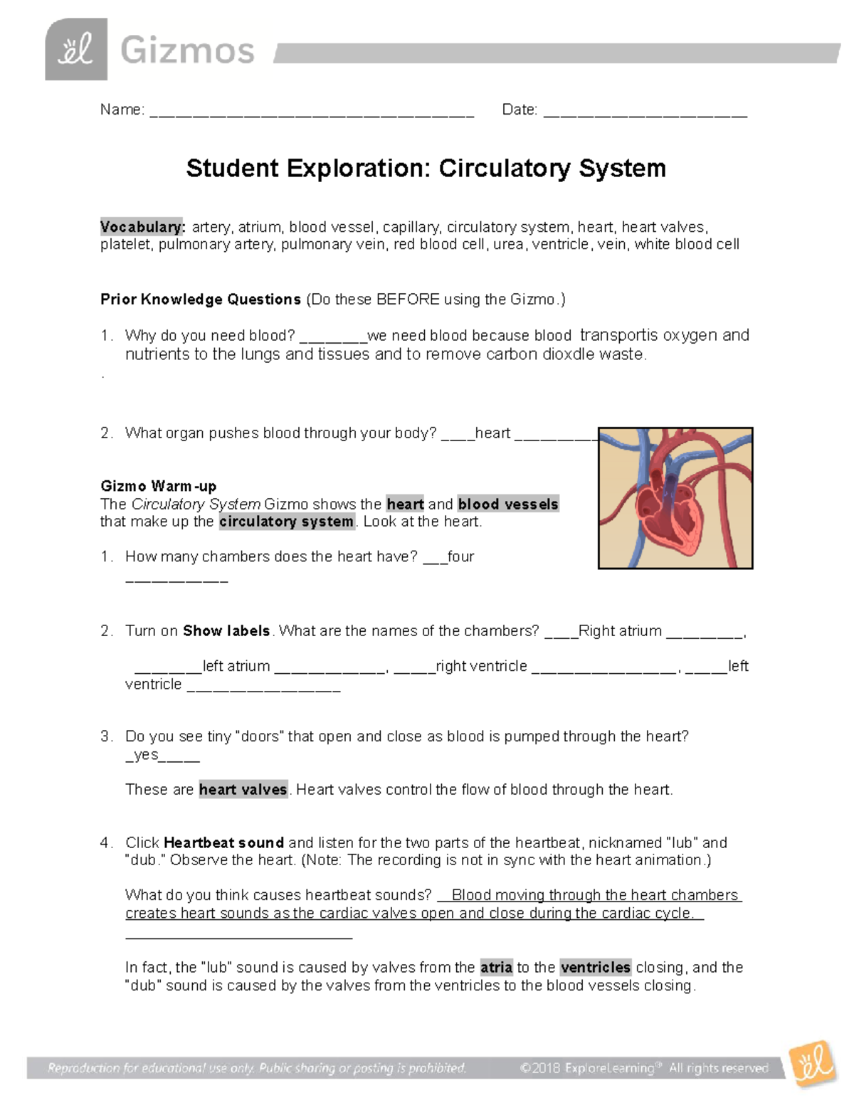 Circulatory System Exploration Activity SE - Key Concepts & Questions ...