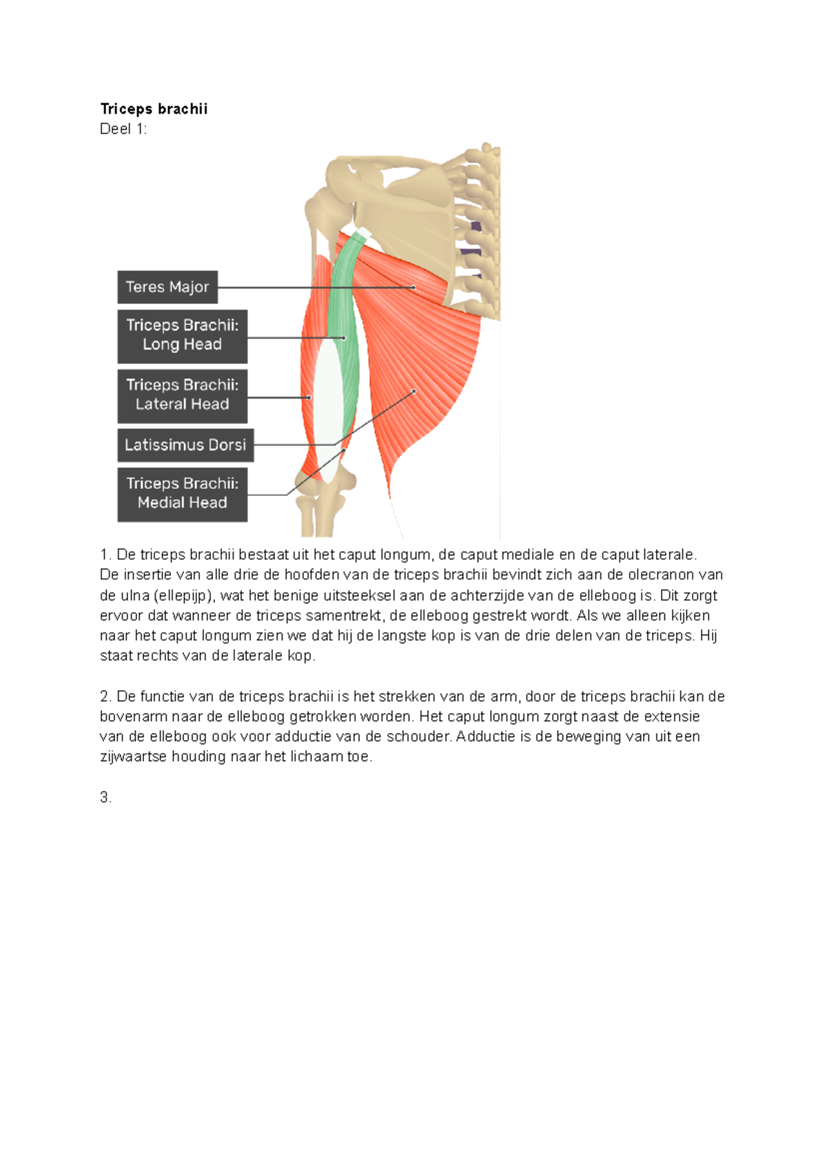 Practicum 2: Voorbereiding op Triceps Brachii Caput Longum Analyse ...