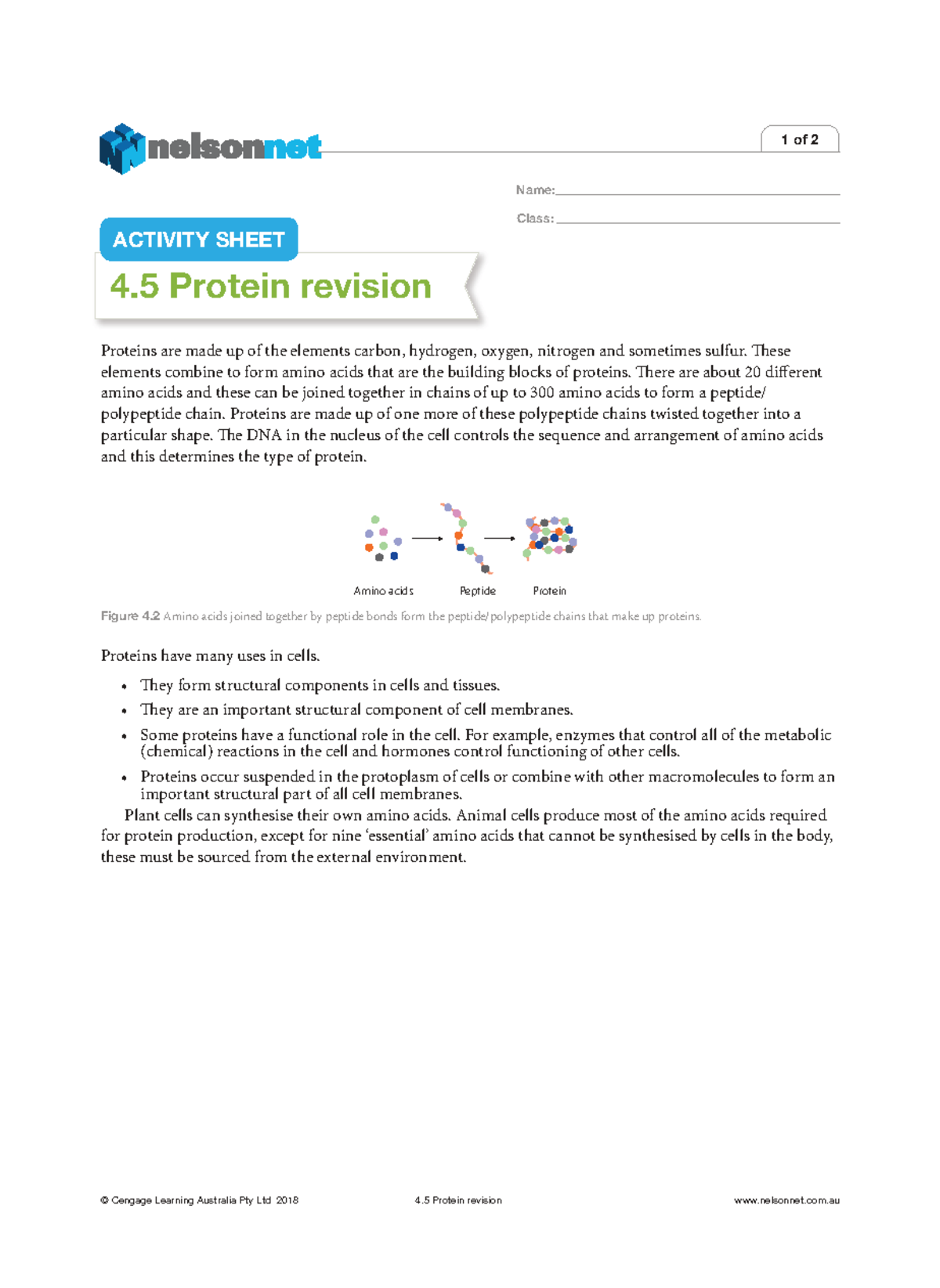 4.5 Protein Revision Worksheet - Key Concepts and Functions - Studocu