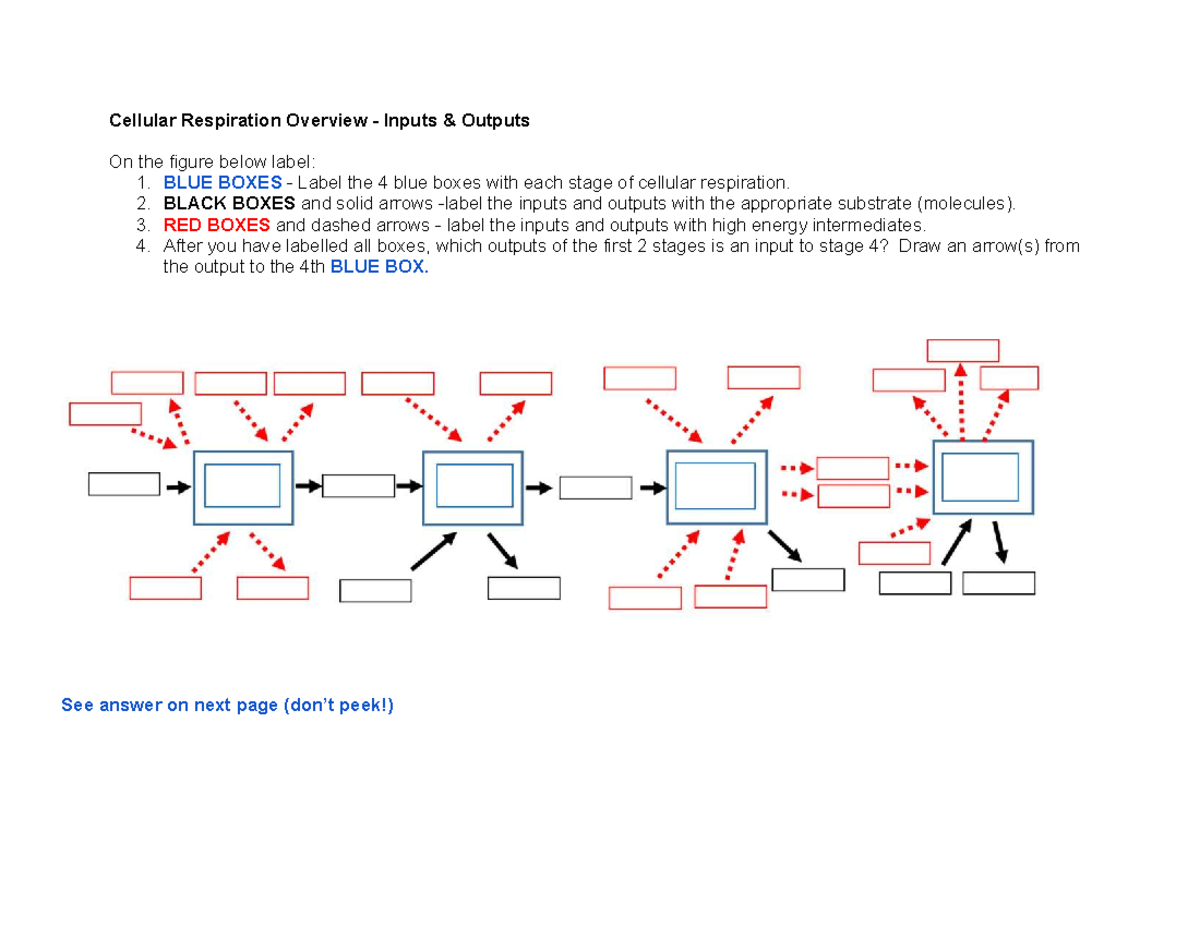Cellular Respiration Overview - Inputs Outputs - Cellular Respiration ...