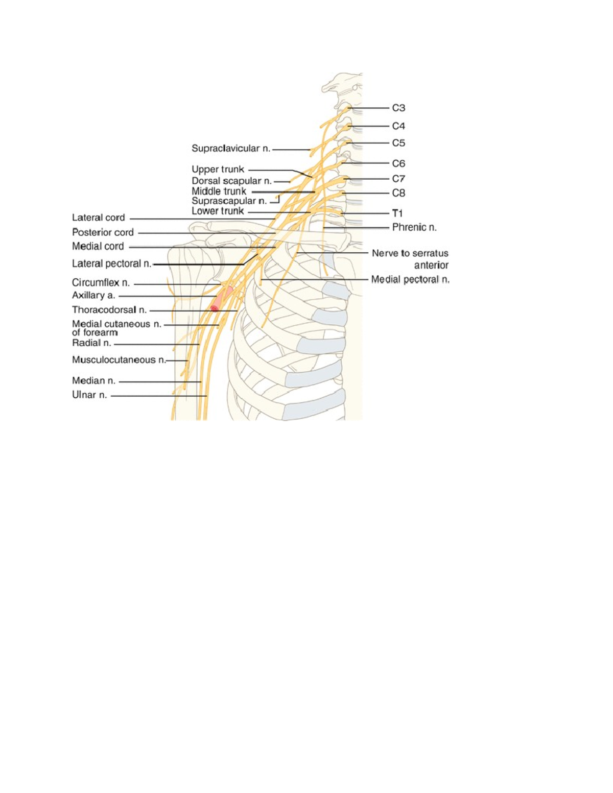 Peripheral Nerve Images: C3-C8 & T1 Nerve Overview - Studocu