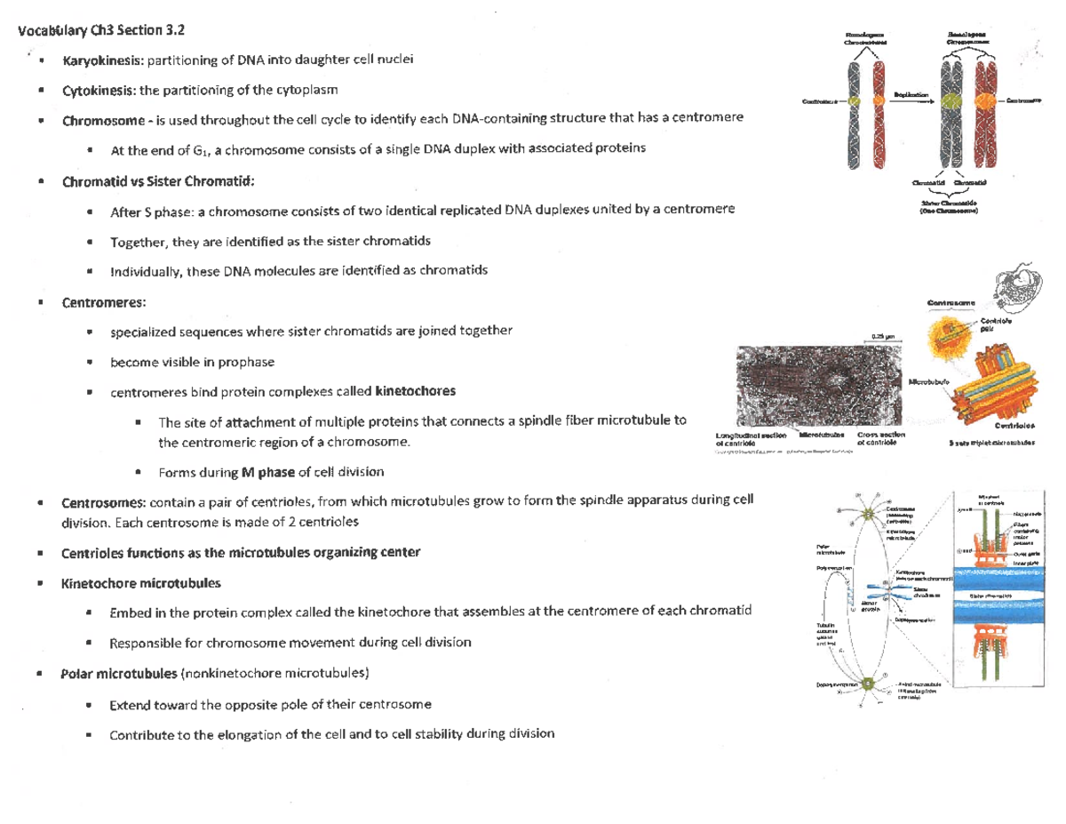 Final Exam Study Guide for BIO101: Chromosomes & Cell Division - Studocu