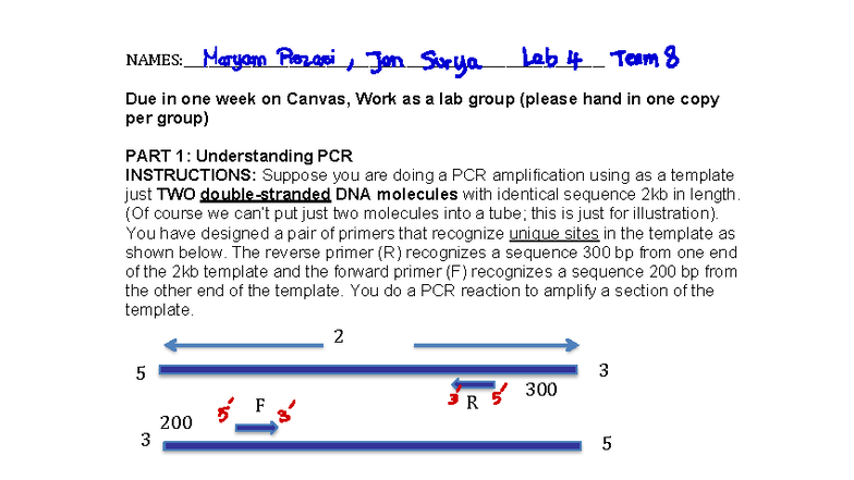 PCR Lab 4 Team 8 Worksheet: Understanding Amplification Techniques ...