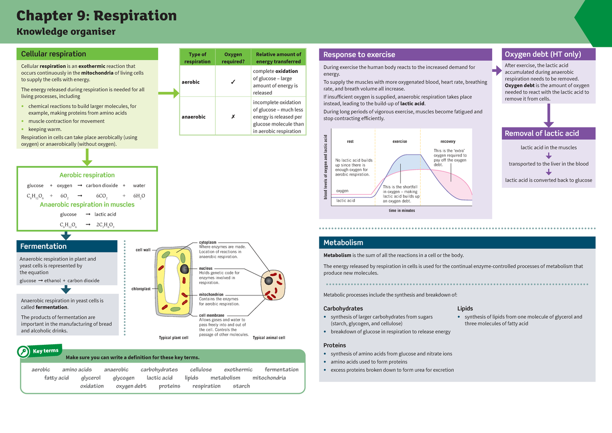 Chapter 9: Respiration Knowledge Organiser (AQA) - Studocu
