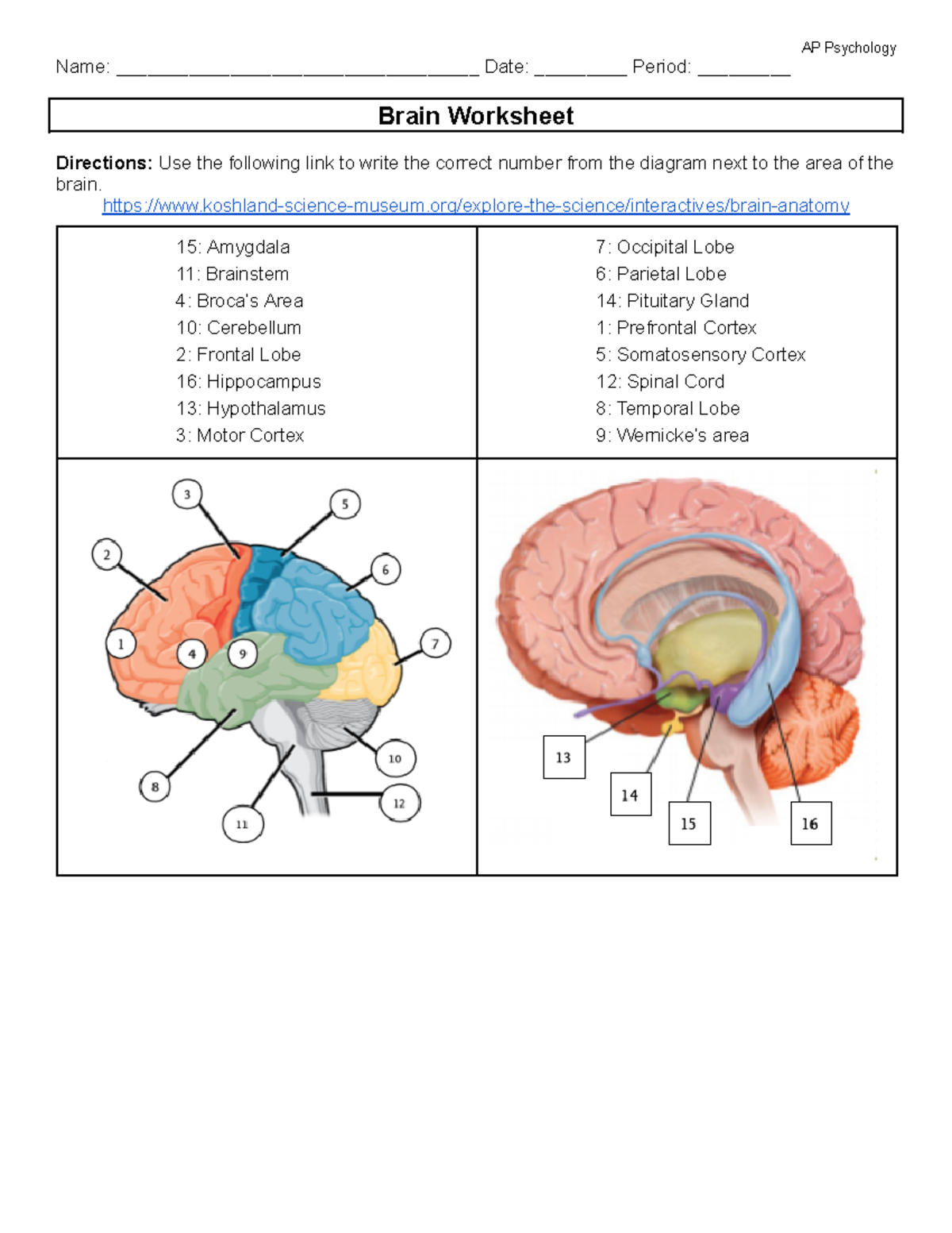 AP Psychology Brain Anatomy Worksheet - Studocu