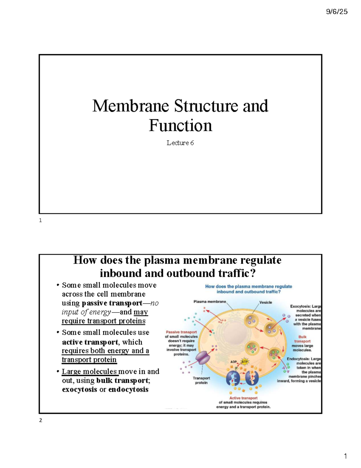 Membrane Structure And Function Lecture Notes Bio 101 Studocu