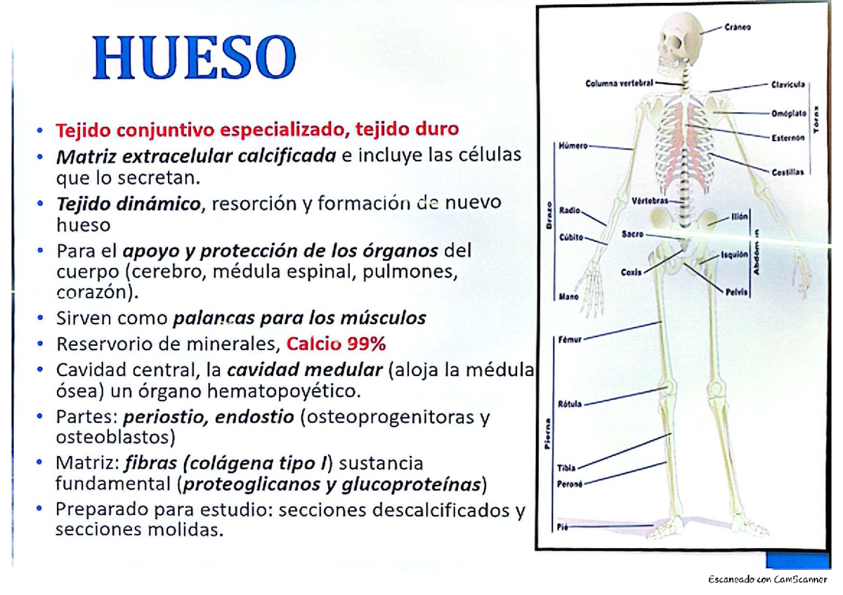 Histologia Matriz Extra Celular - Cranco HUESO Columna vertebral Clavicula Omoplato Tejido - Studocu