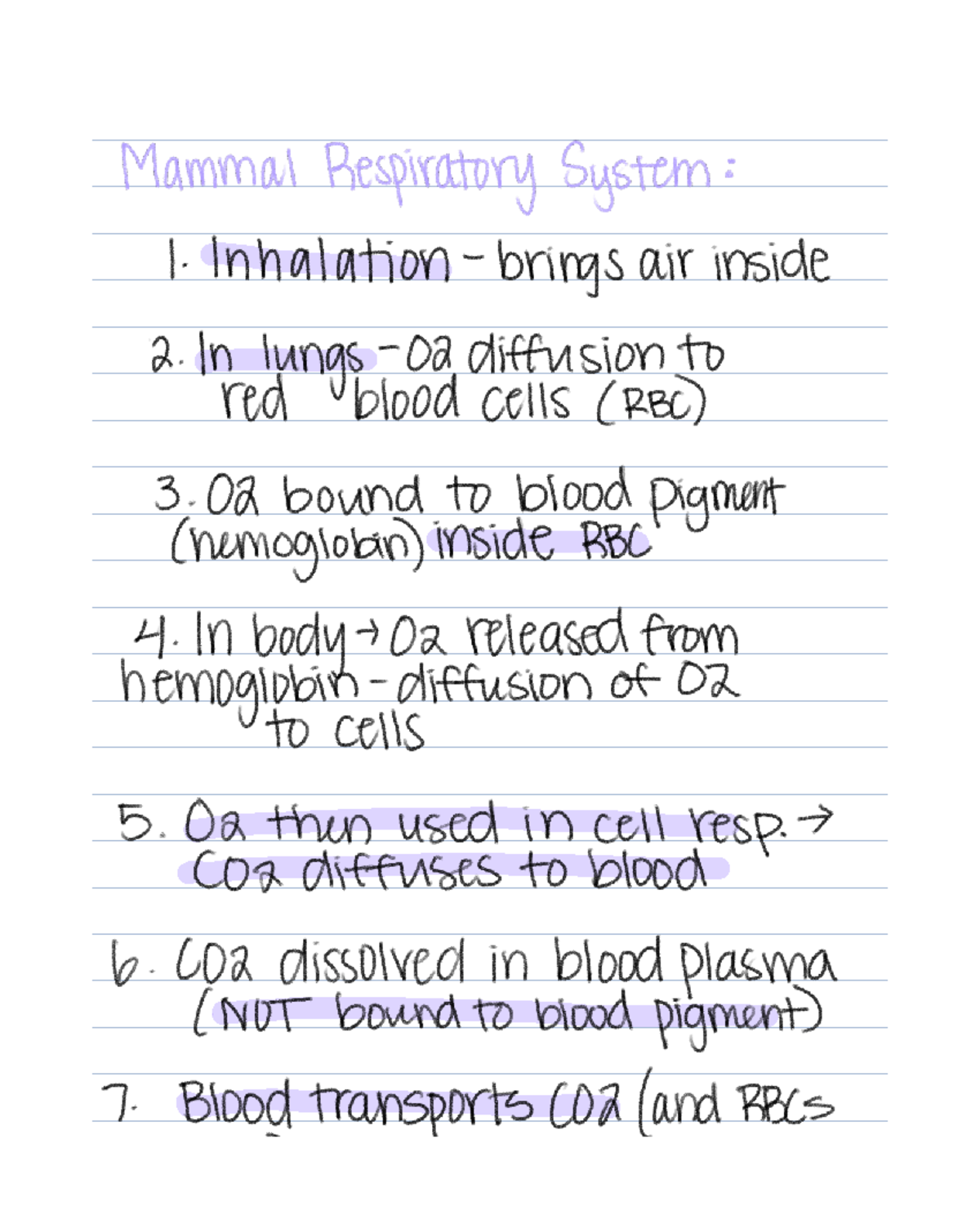 Mammal Respiratory System Overview and Gas Exchange Process - Mammal ...