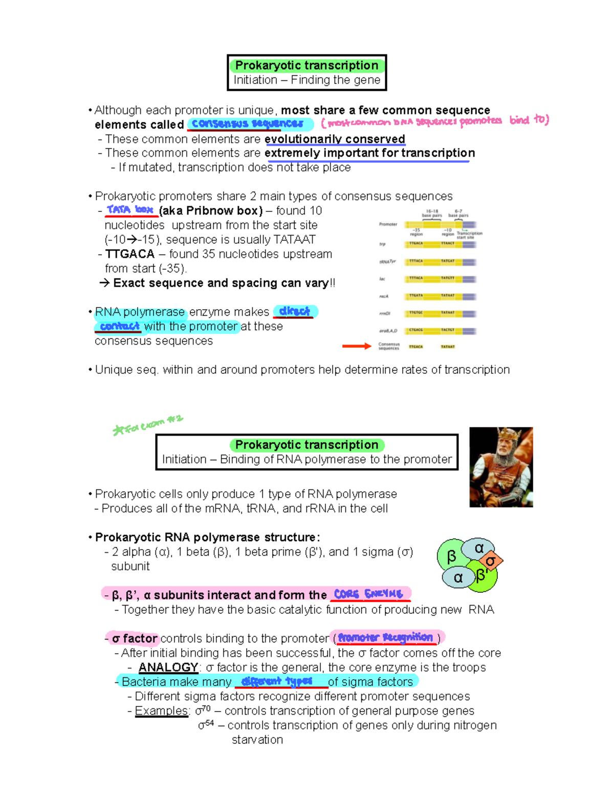 Prokaryotic Transcription Initiation Insights for Exam #2 Study - Studocu