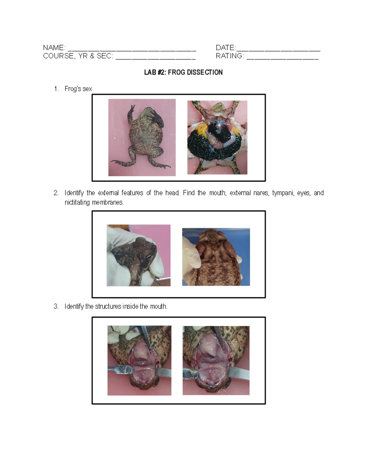 Lab #2 frog dissection worksheet - NAME ...