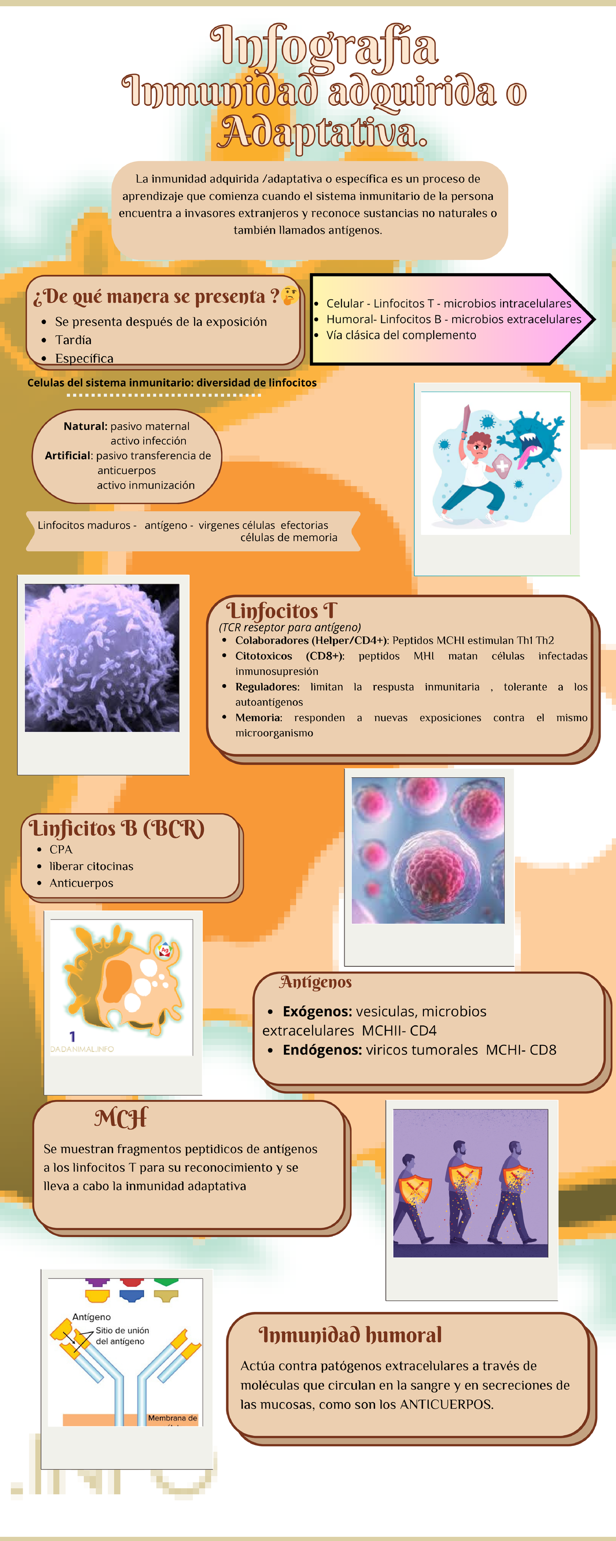 Infografía sobre Inmunidad Adquirida y Específica en el Sistema ...