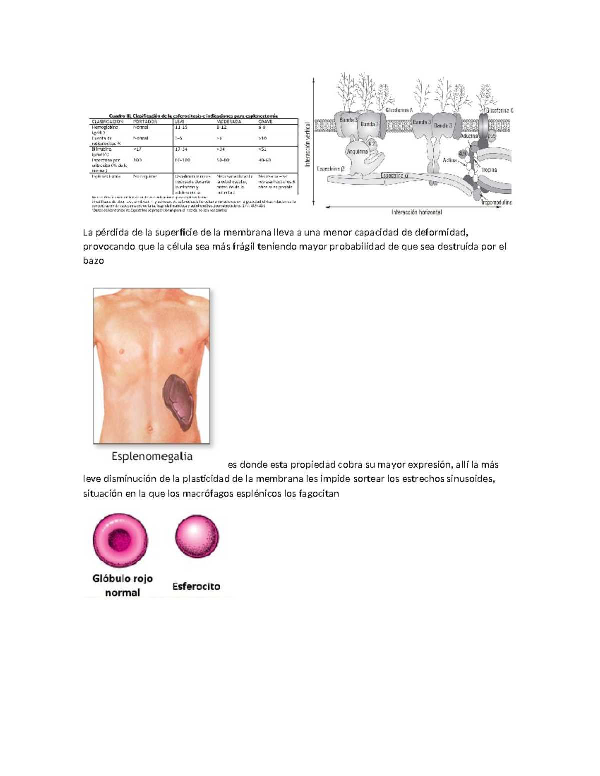 Apuntes sobre Anemia: Clasificación y Efectos en la Salud - Studocu
