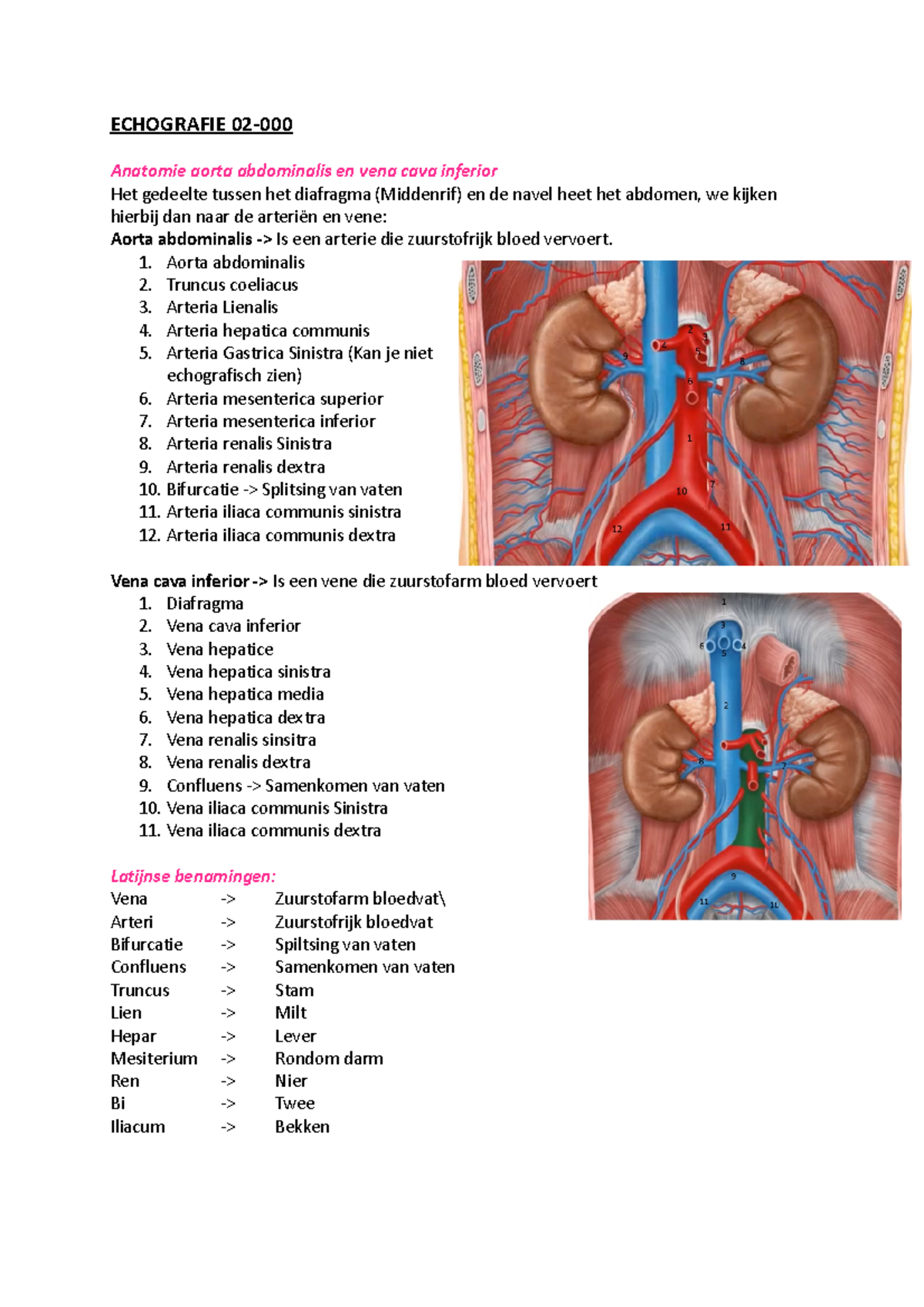 Arteria Lienalis Aorta Abdominalis Flashcards | Memorang