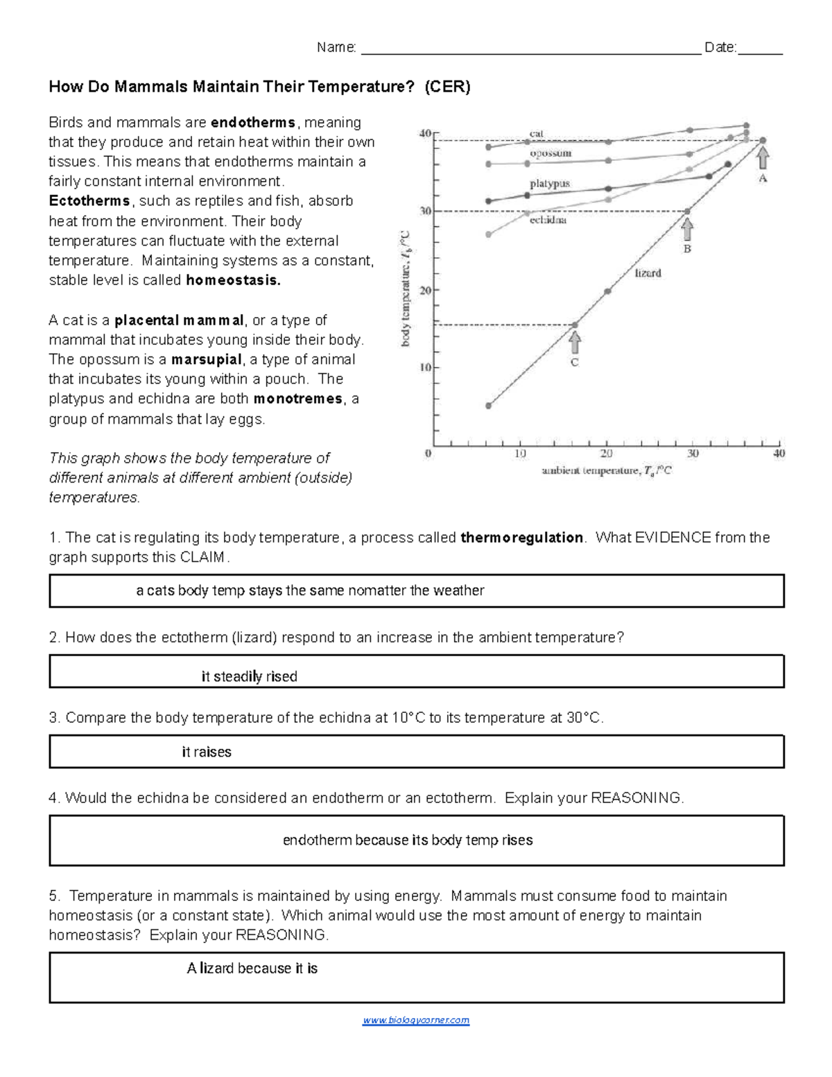Thermoregulation in Mammals: Understanding Homeostasis (CER) - Studocu