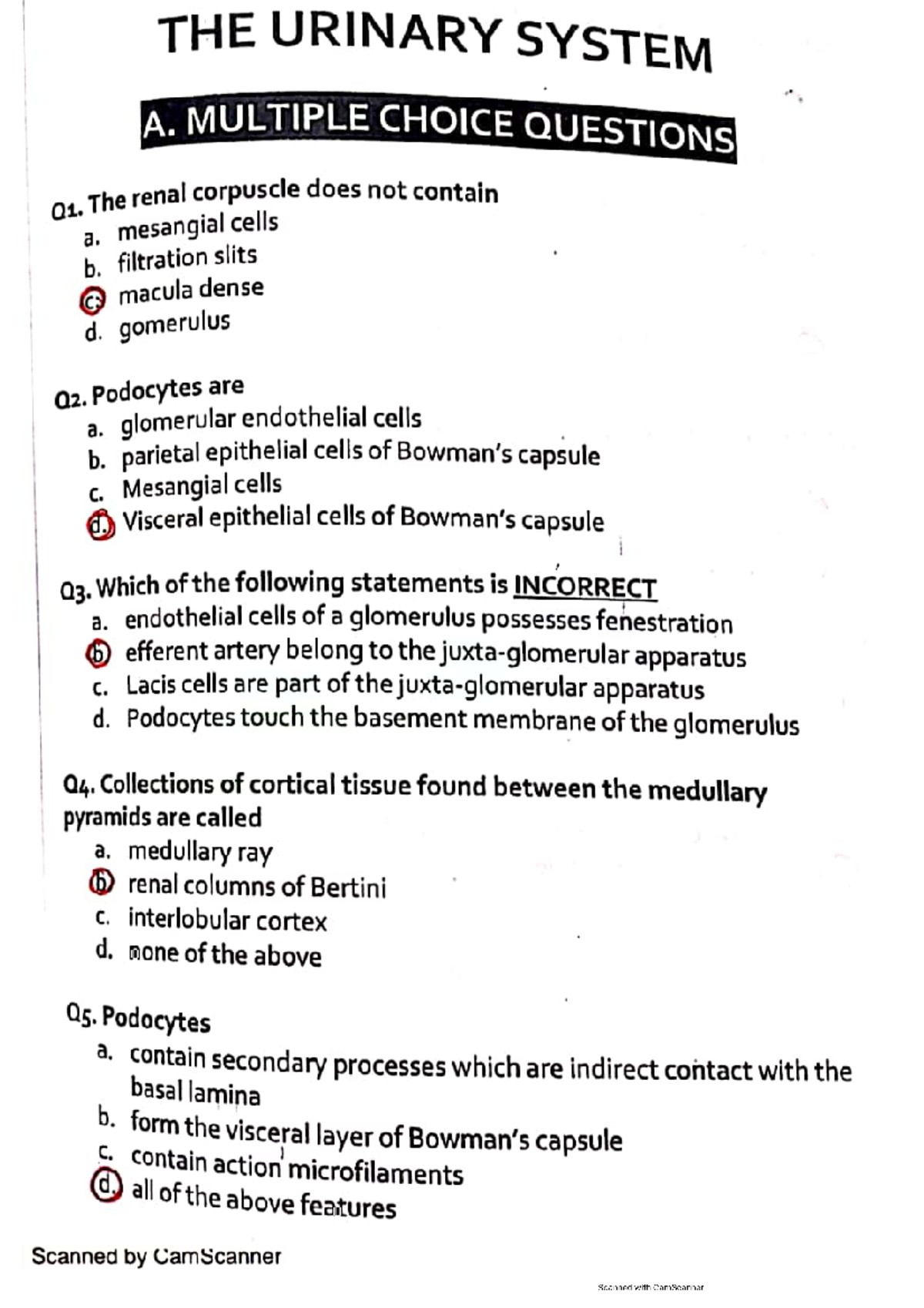 Urinary system mcq - Studocu