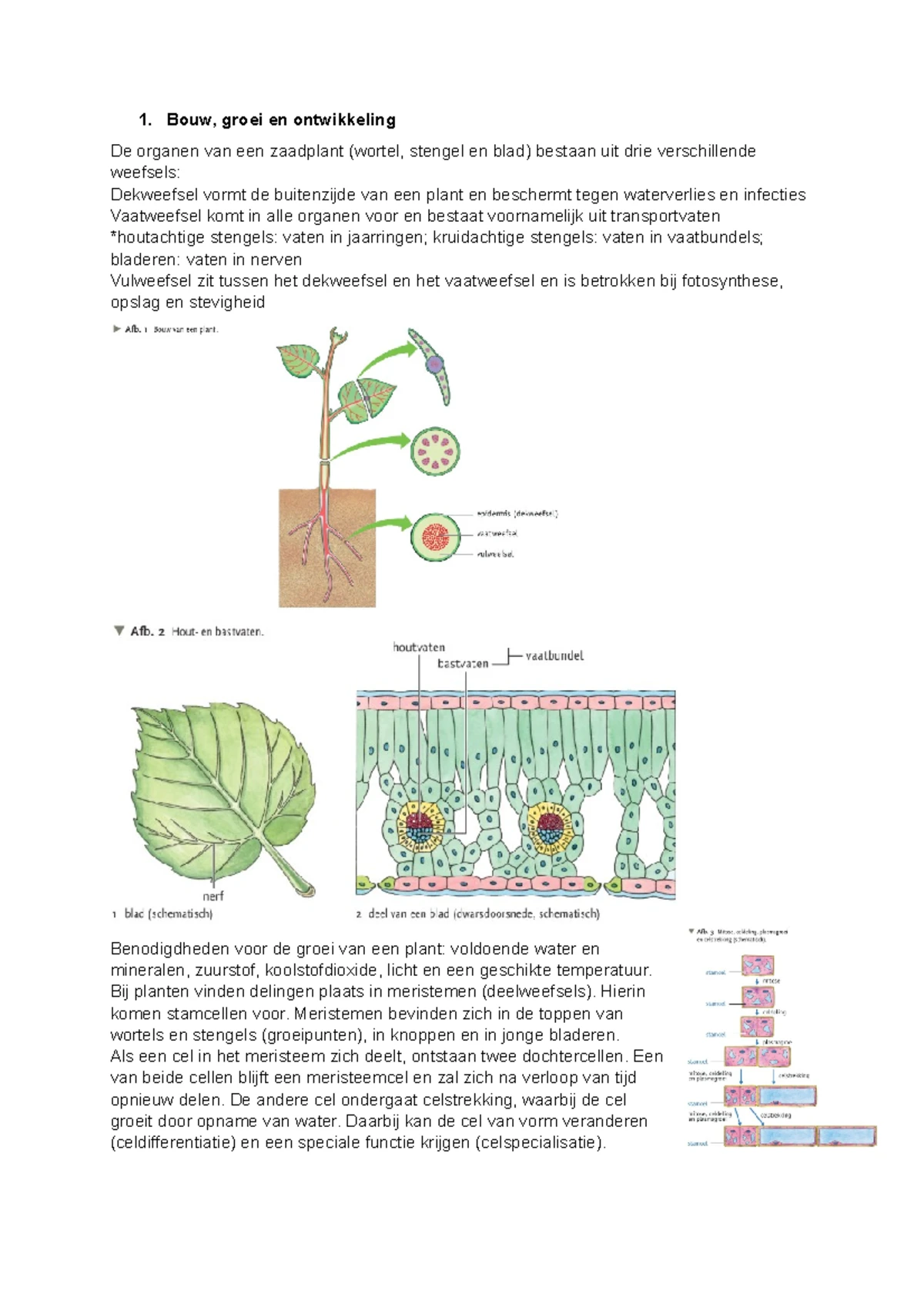 Thema 5: Planten - Groei, Transport en Assimilatie in Zaadplanten ...