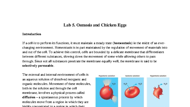 Lab 5: Osmosis Experiment with Chicken Eggs Analysis & Observations ...