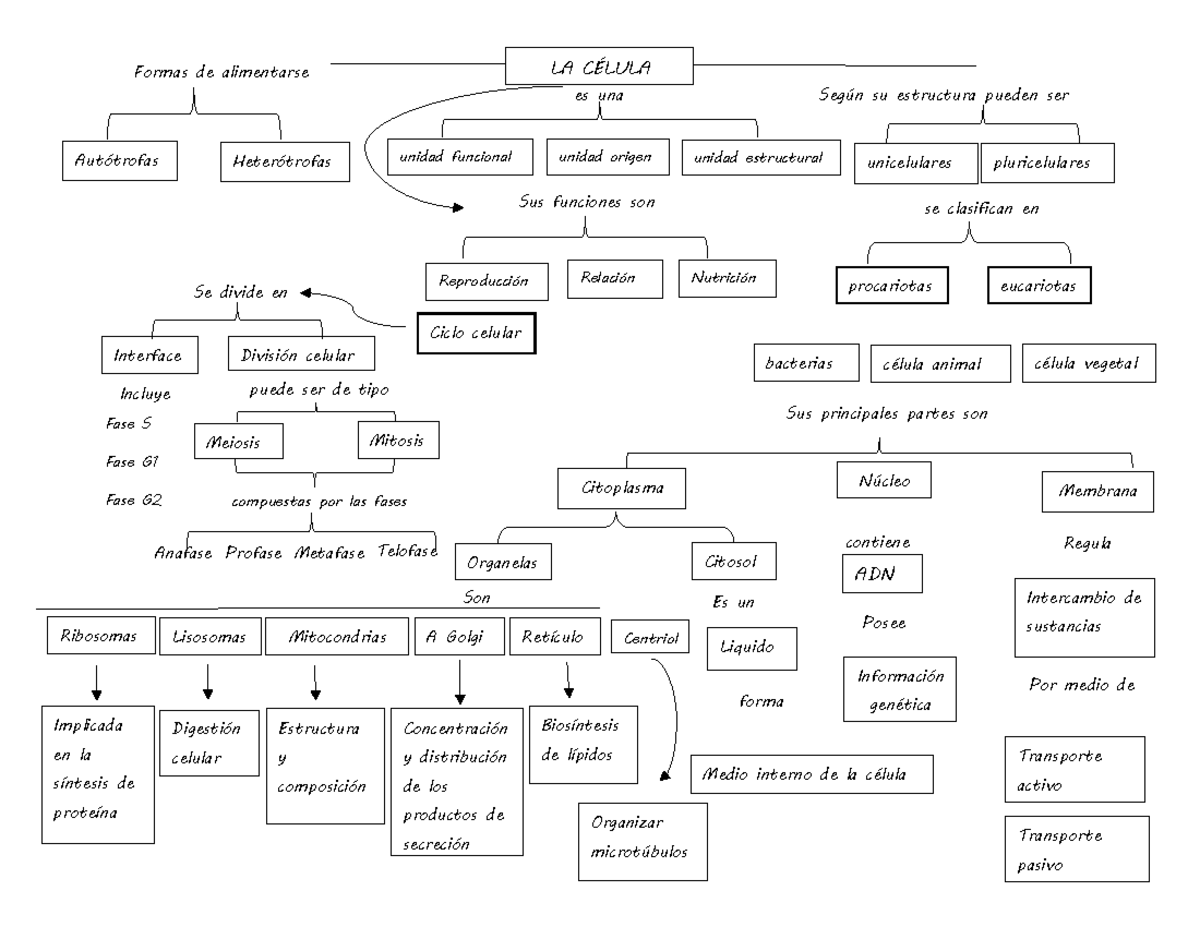 641319249 - Mapa Conceptual sobre la Célula: Estructura y Funciones ...