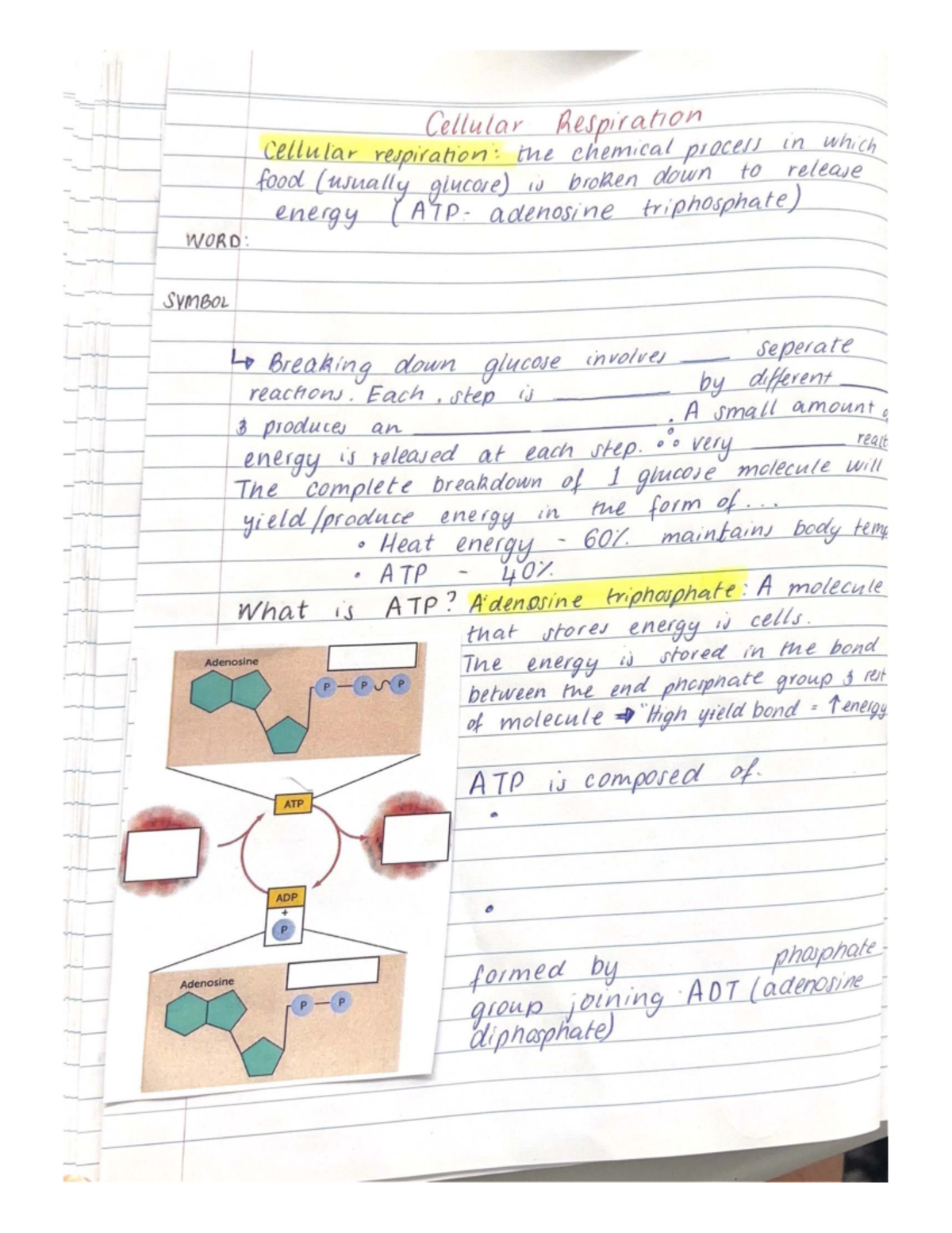 Cellular Respiration - Notes on Energy Production and ATP - Studocu