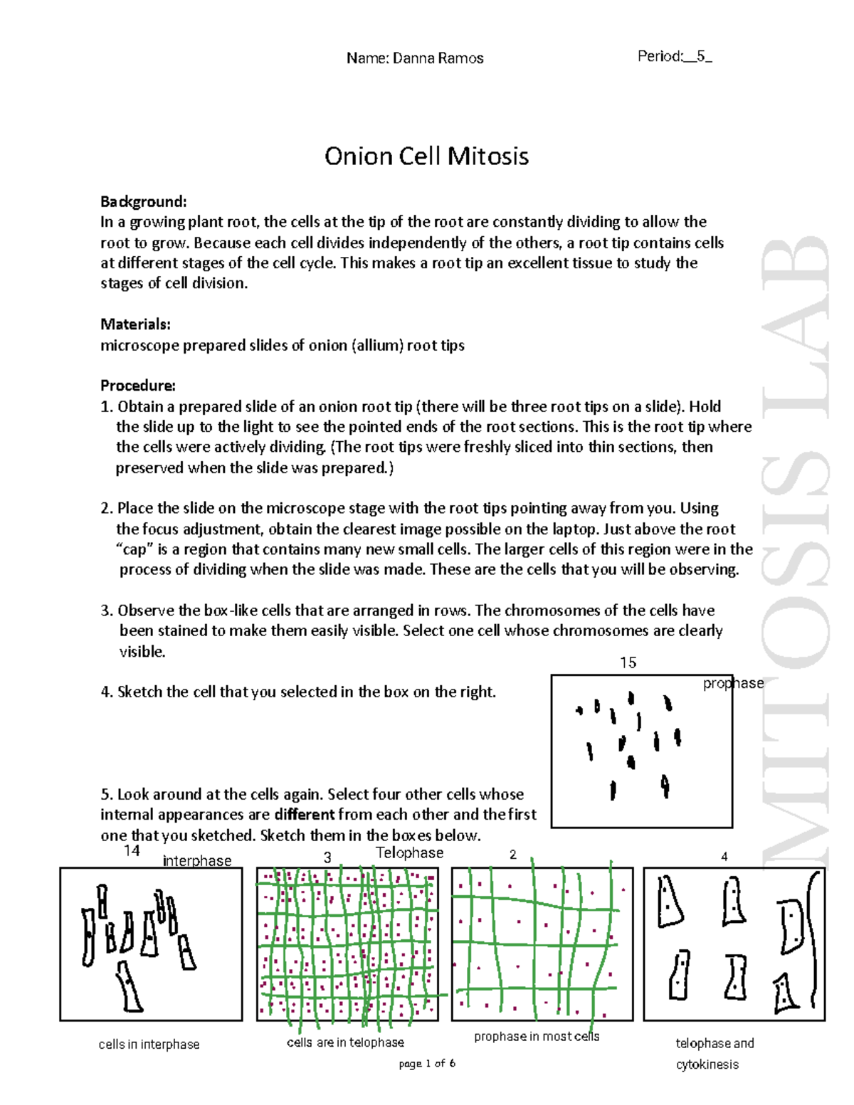 Onion Cell Mitosis Worksheet Key