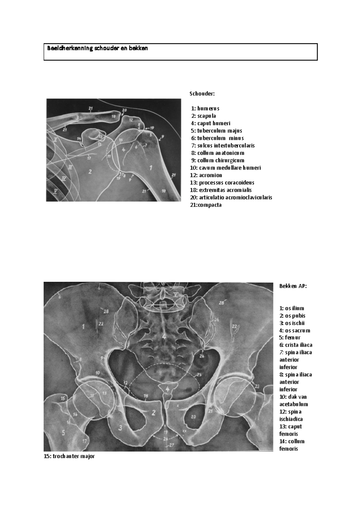 Beeldherkenning Schouder en Bekken Uitwerking - Anatomie Notes ...