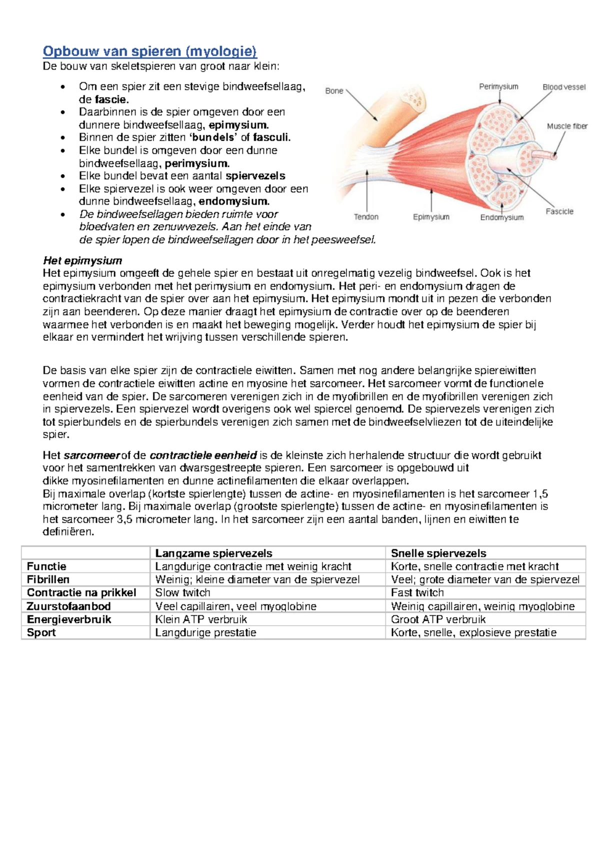 Anatomie van de Wervelkolom: Functies en Vezelsystemen - Studeersnel