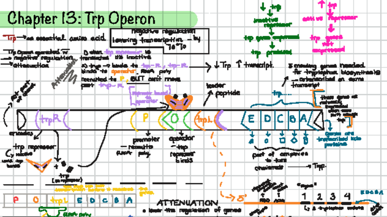 Genetics Final - Chapter 13: Trp Operon Notes & Diagrams - Studocu