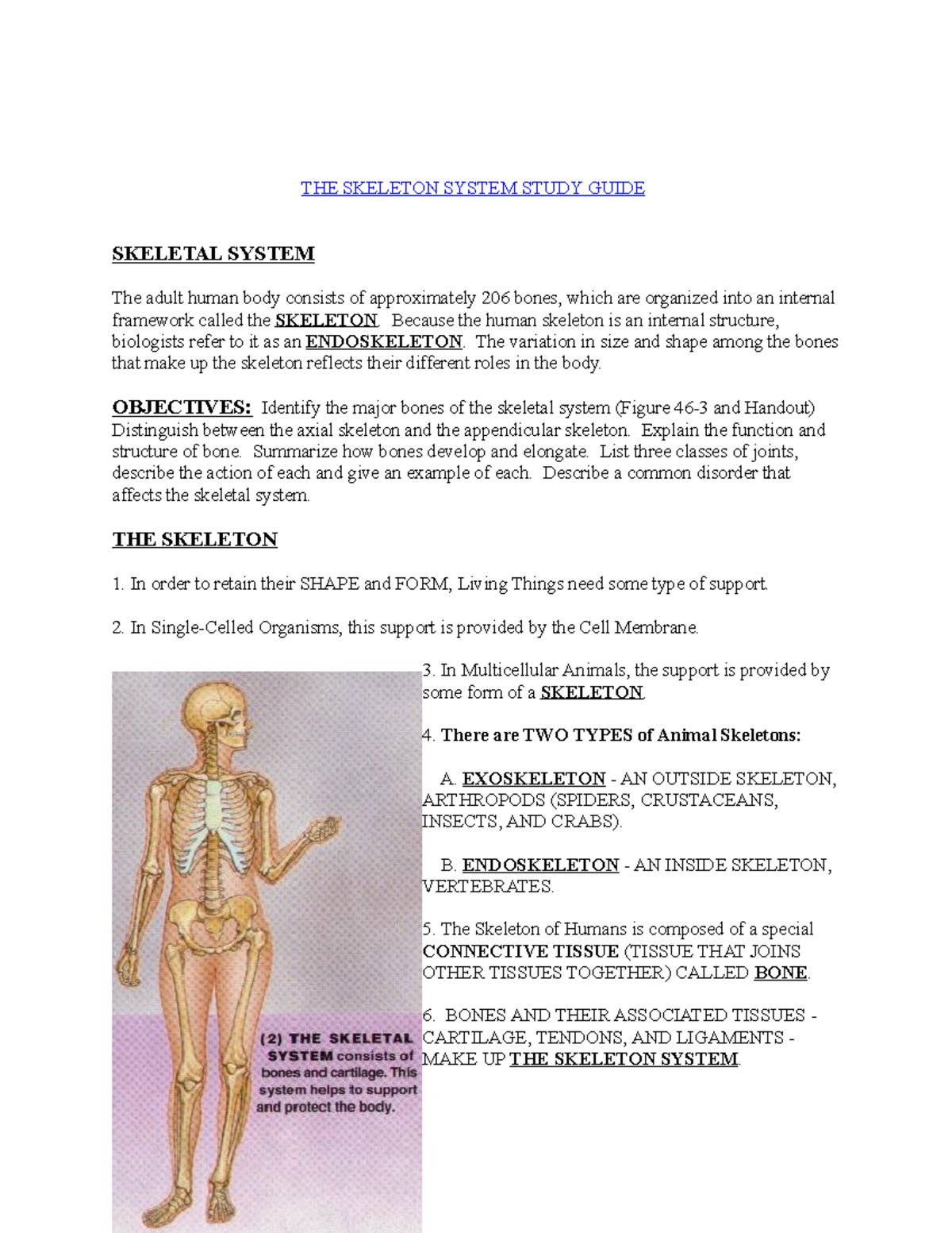 THE Skeleton System Study Guide - THE SKELETON SYSTEM STUDY GUIDE ...