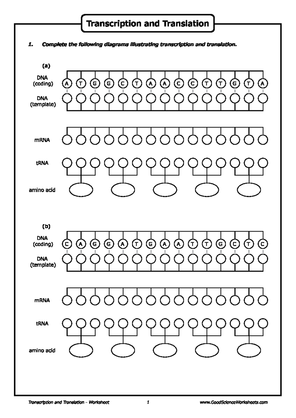 Protein Synthesis Day 3: Transcription & Translation Worksheets - Studocu