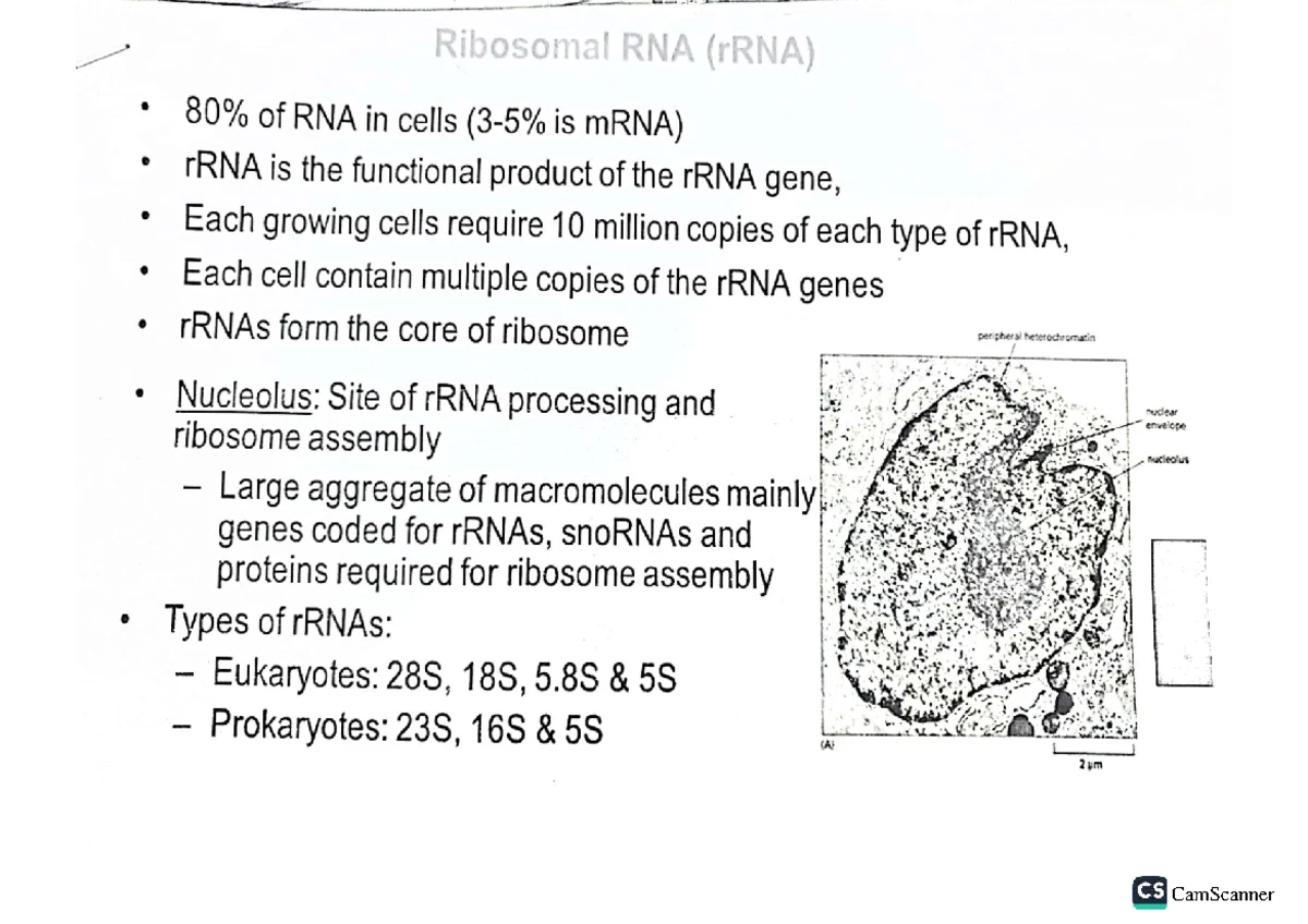 AS Level Biology: Key PLAN Diagrams for Practical Exams - Studocu